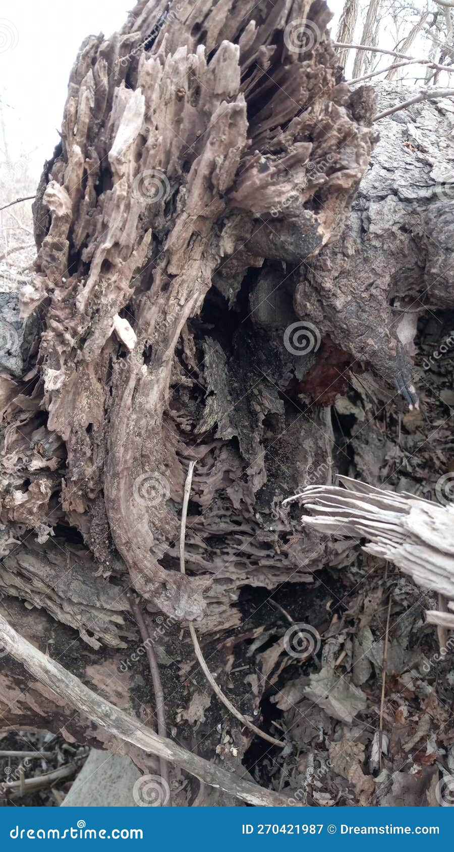 Drop Dead Zombie Bleeding Royalty-Free Stock Photography ...