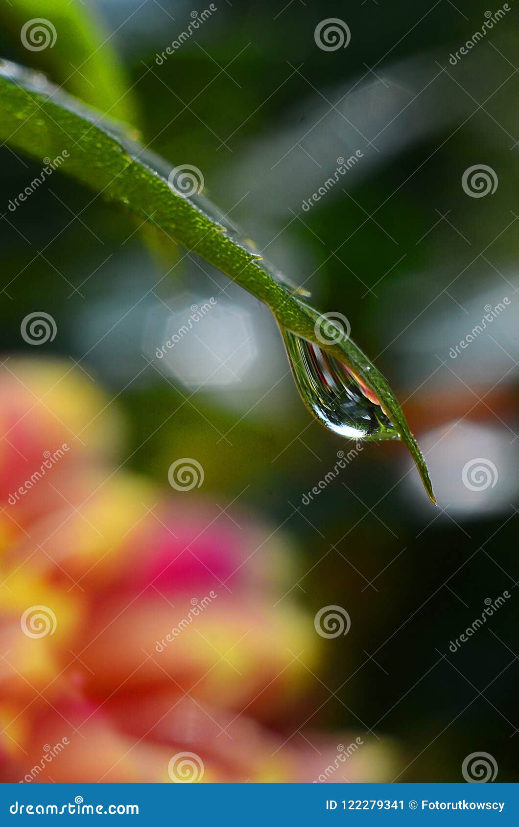 Drop of dew stock image. Image of liquid, leaf, environment - 122279341