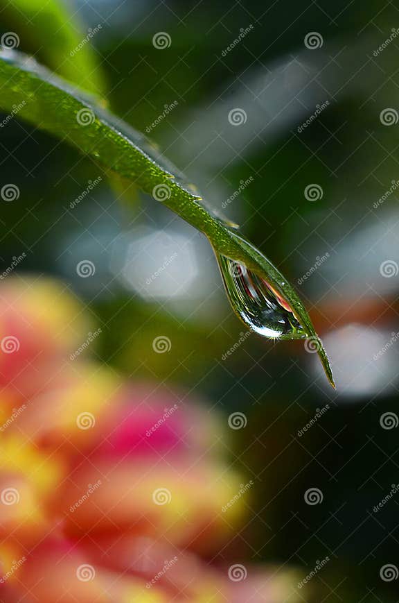 Drop of dew stock image. Image of liquid, leaf, environment - 122279341