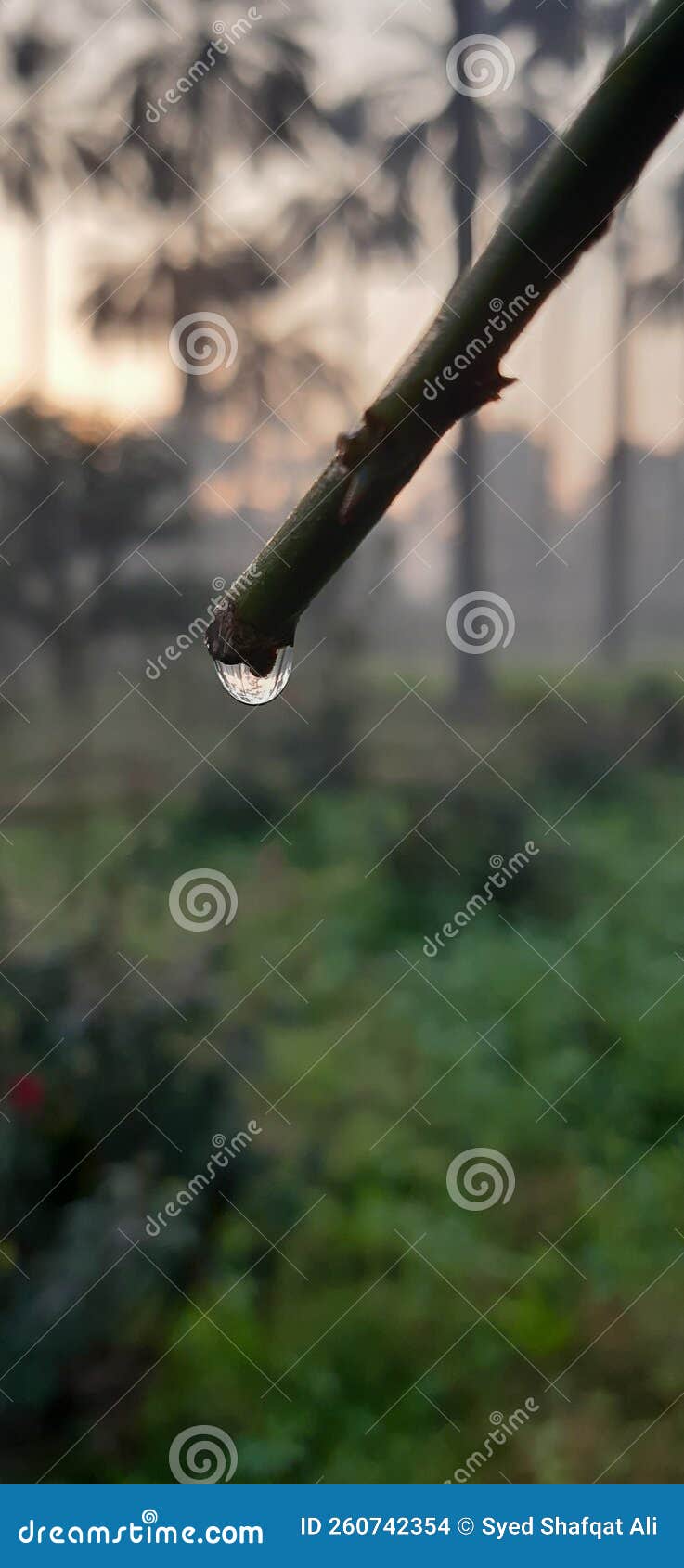 The drop of dew falls stock photo. Image of grass, branch - 260742354