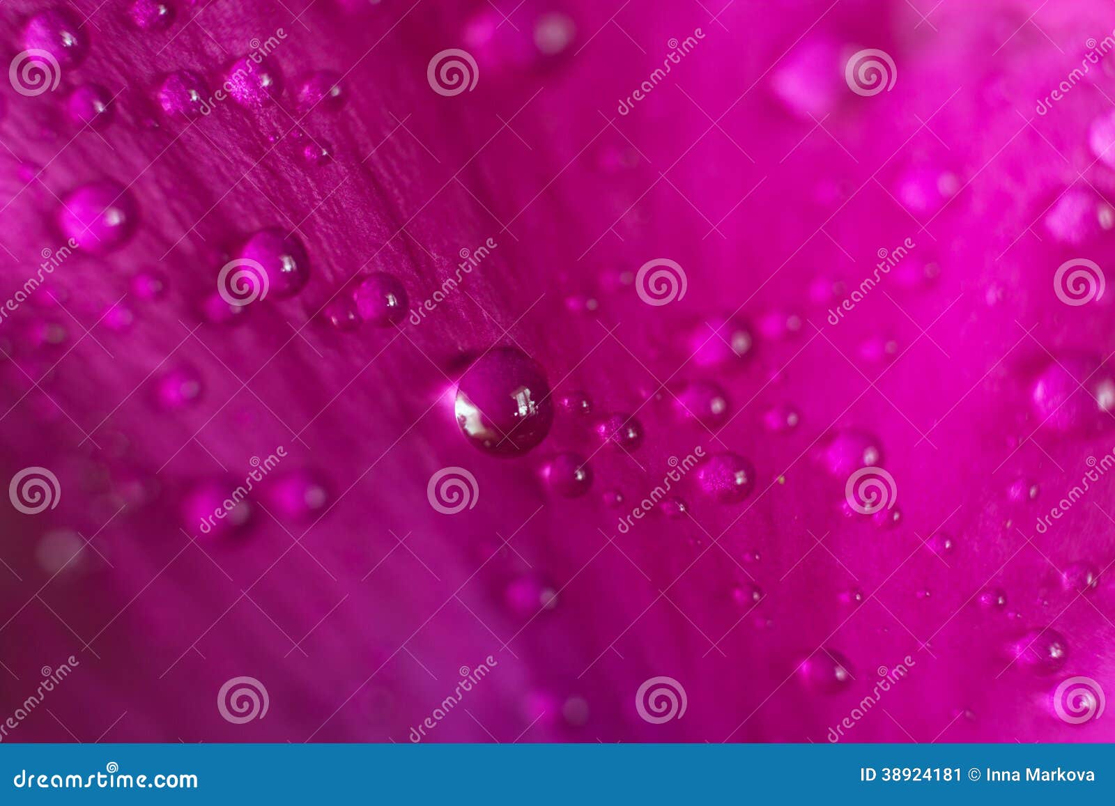 Drop of dew on a flower stock image. Image of nature - 38924181