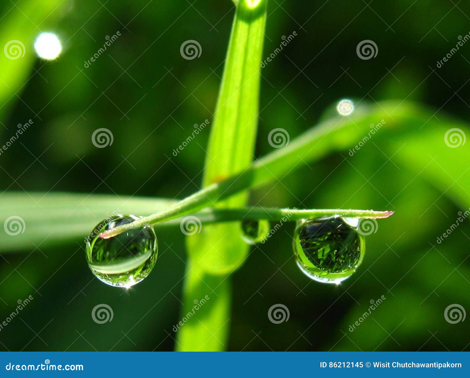 Drop of dew stock image. Image of meaning, flower, grass - 86212145