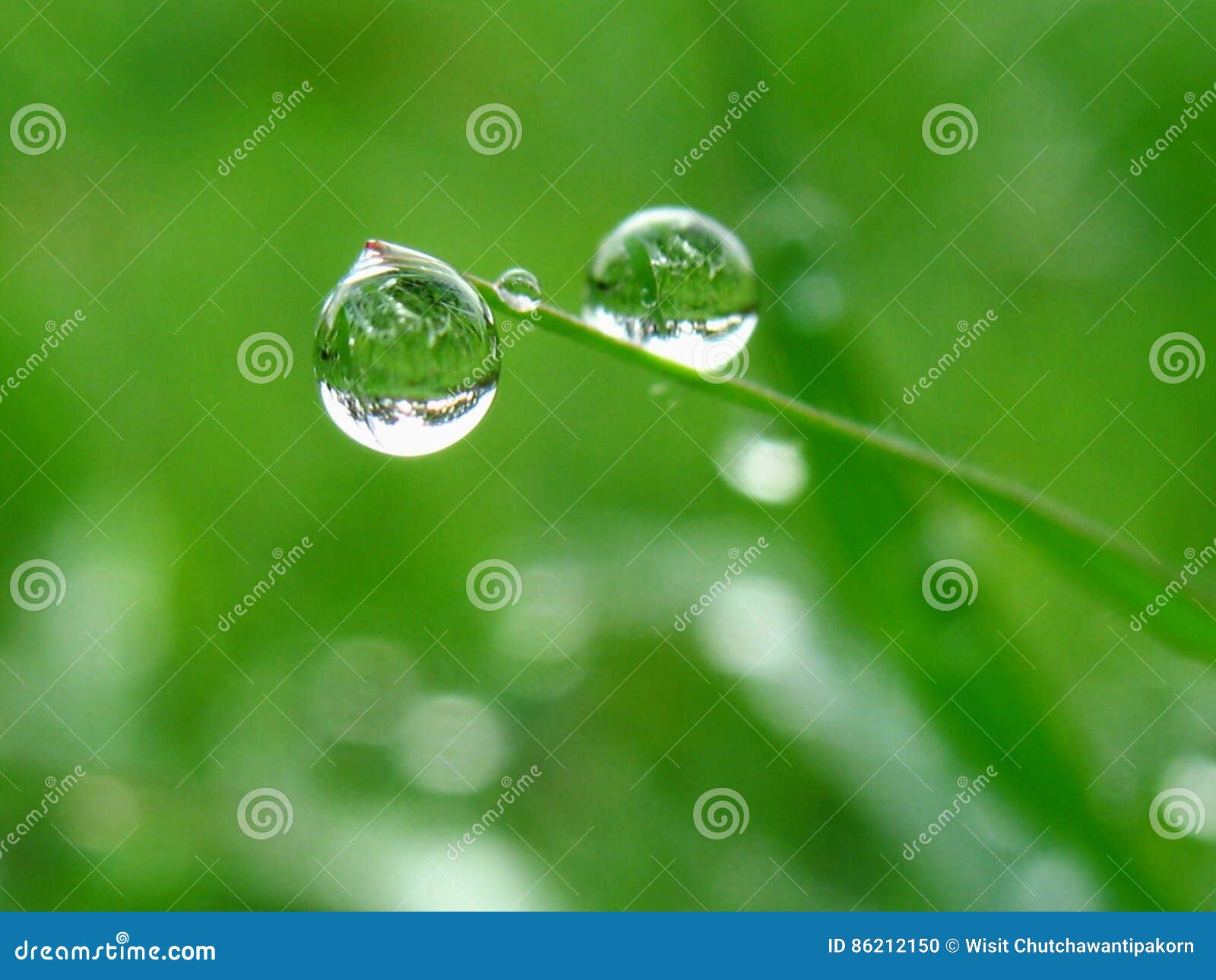 Drop of dew stock photo. Image of transpalent, drops - 86212150