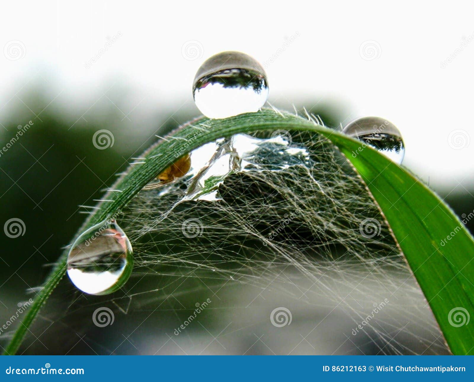 Drop of dew stock image. Image of green, water, grass - 86212163