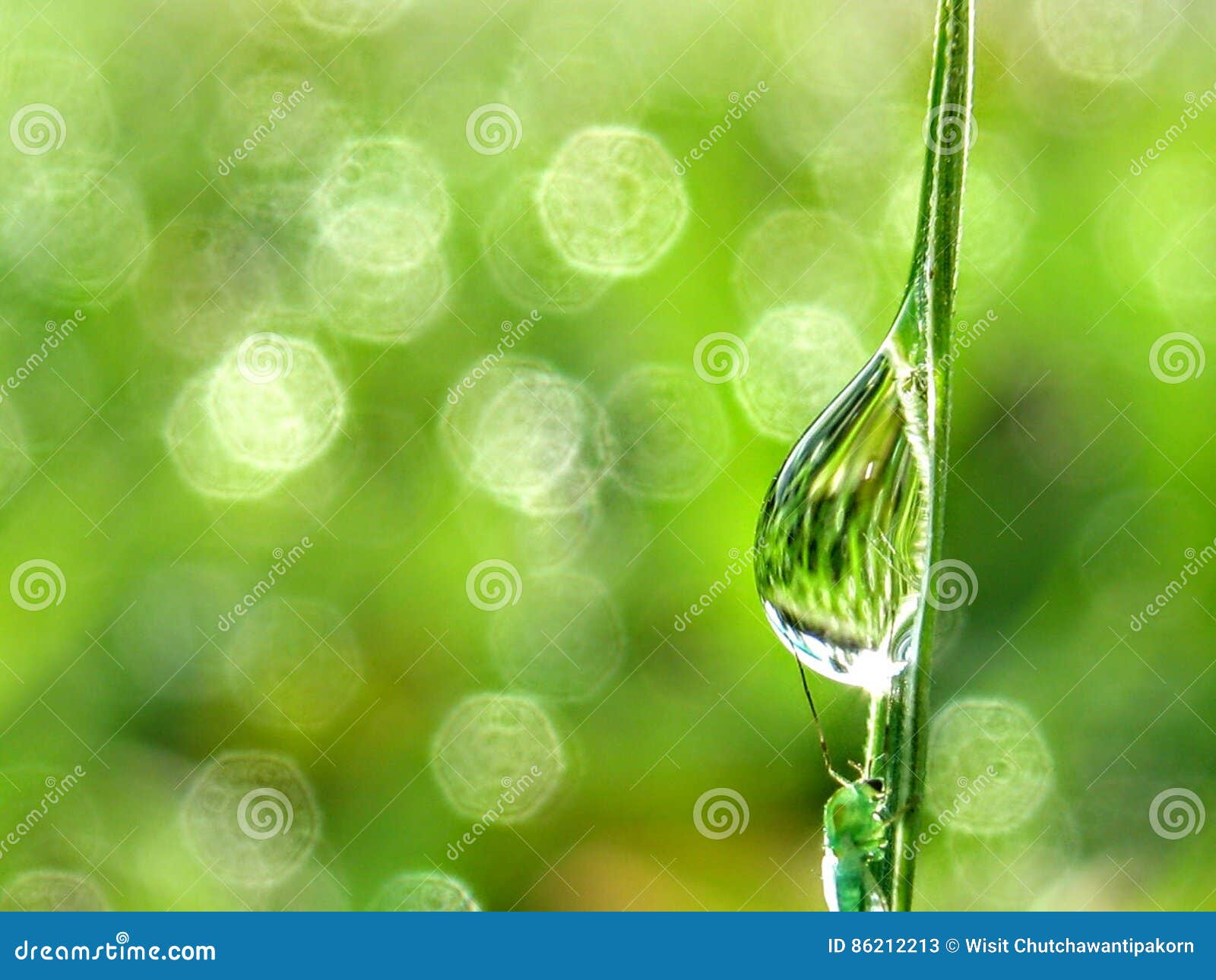Drop of dew stock image. Image of place, drop, transpalent - 86212213