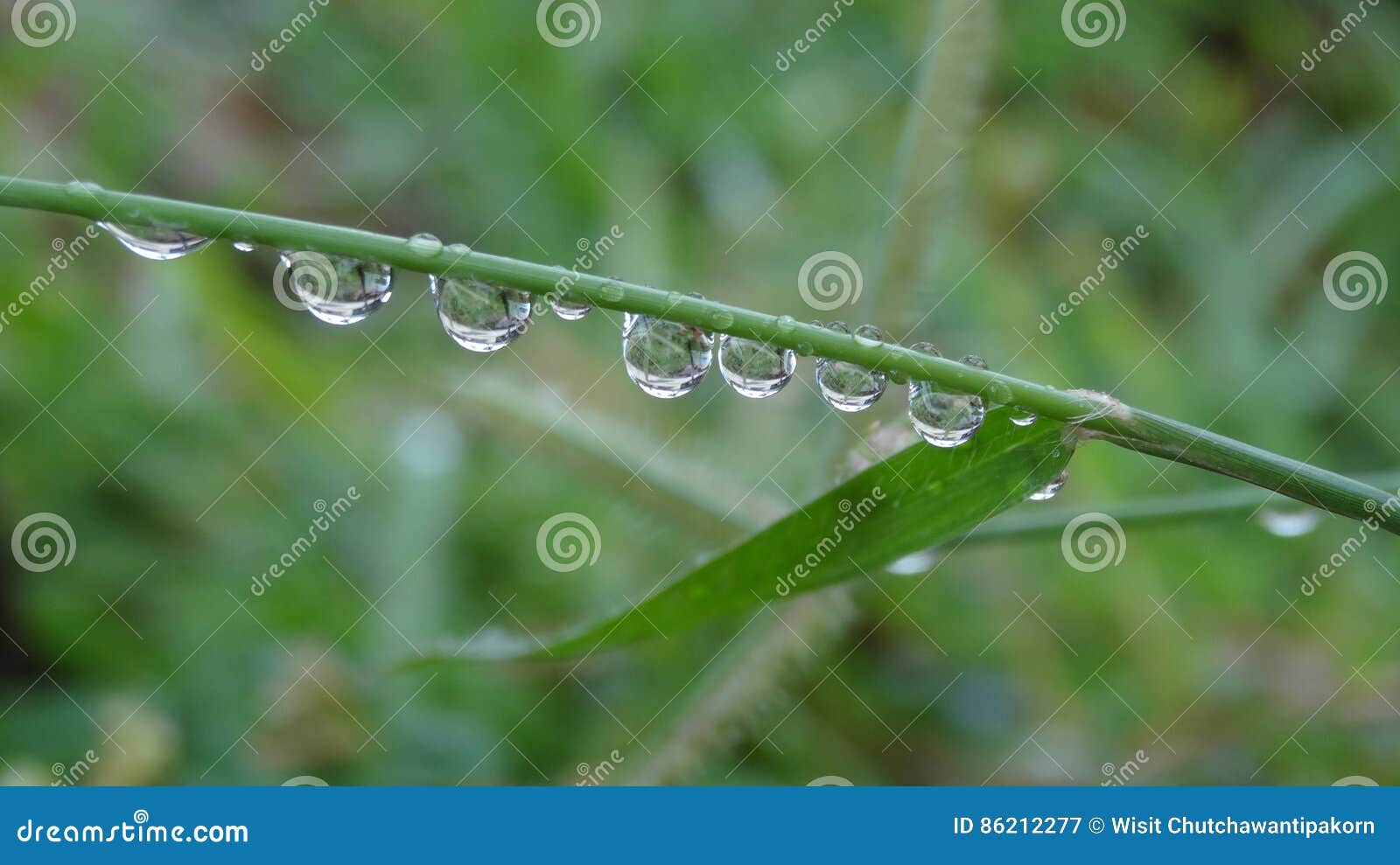 Drop of dew stock image. Image of water, rain, garden - 86212277