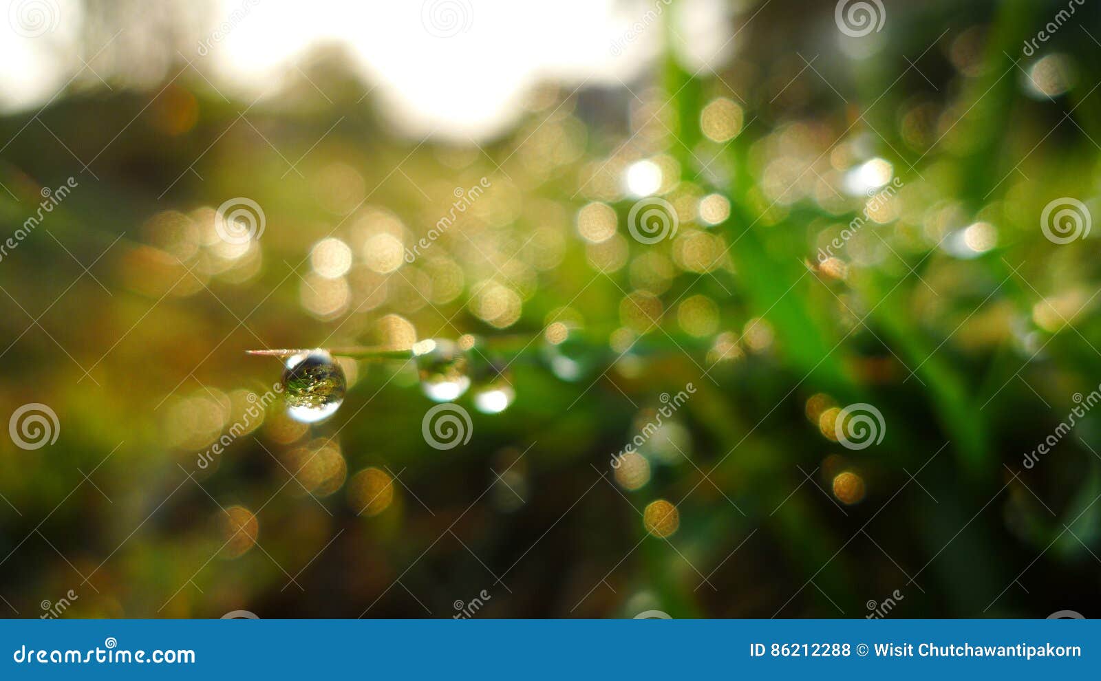 Drop of dew stock photo. Image of flower, full, lotus - 86212288