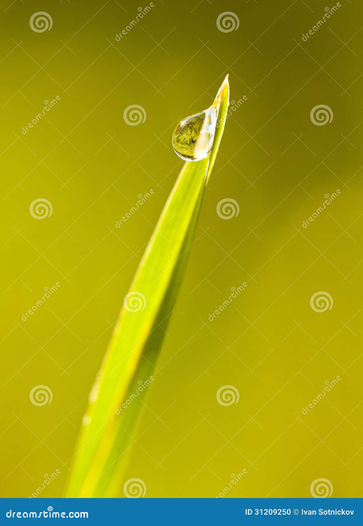 Drop of dew stock photo. Image of drop, environment, green - 31209250