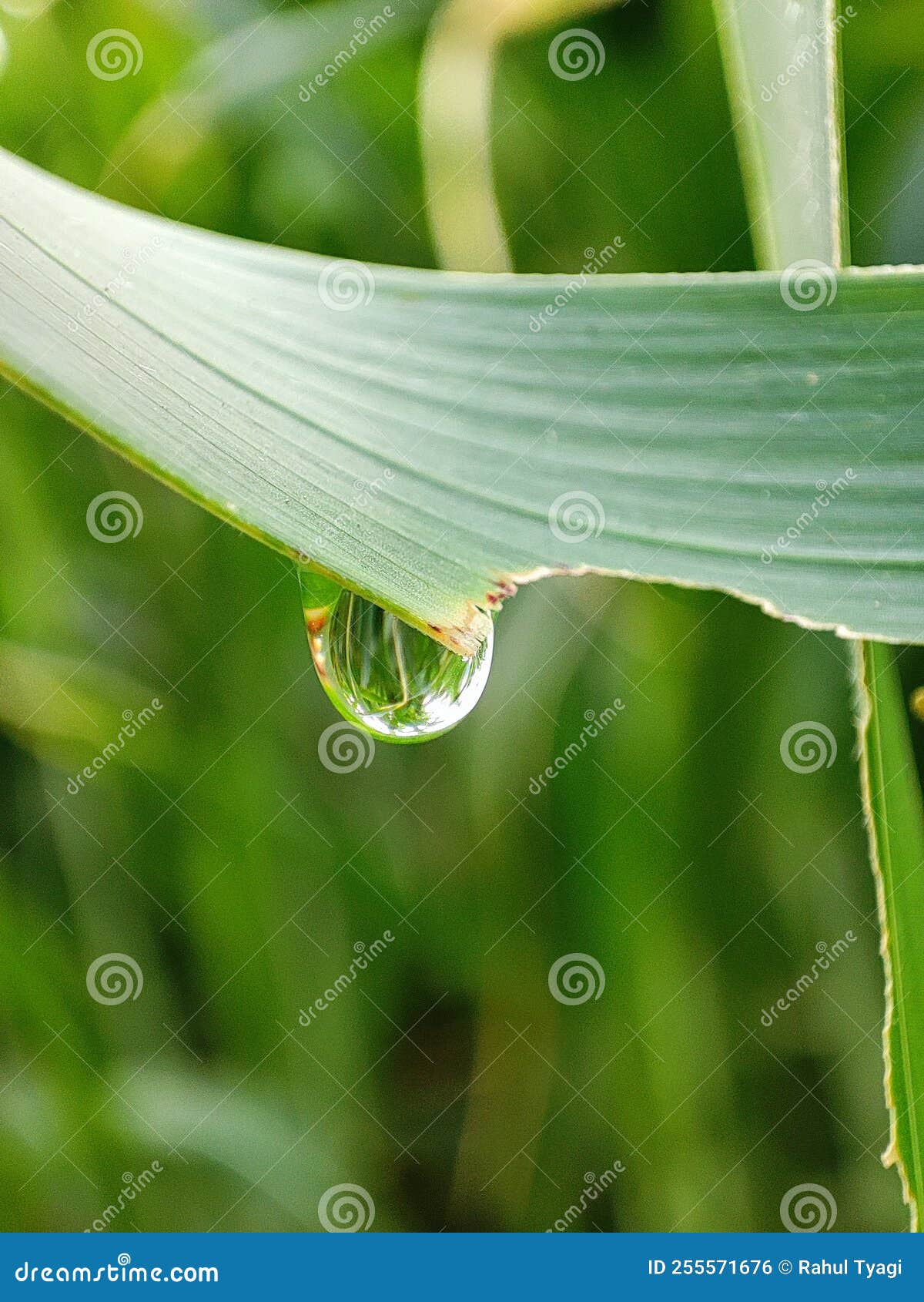 A drop of dew on leaf stock photo. Image of leaf, morning - 255571676