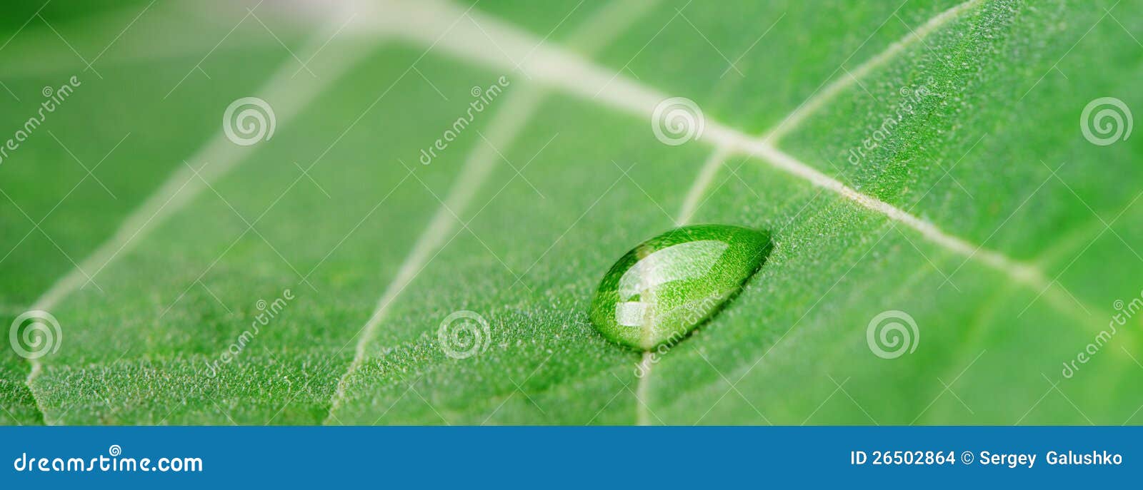 A drop of dew on a leaf stock photo. Image of perfection - 26502864
