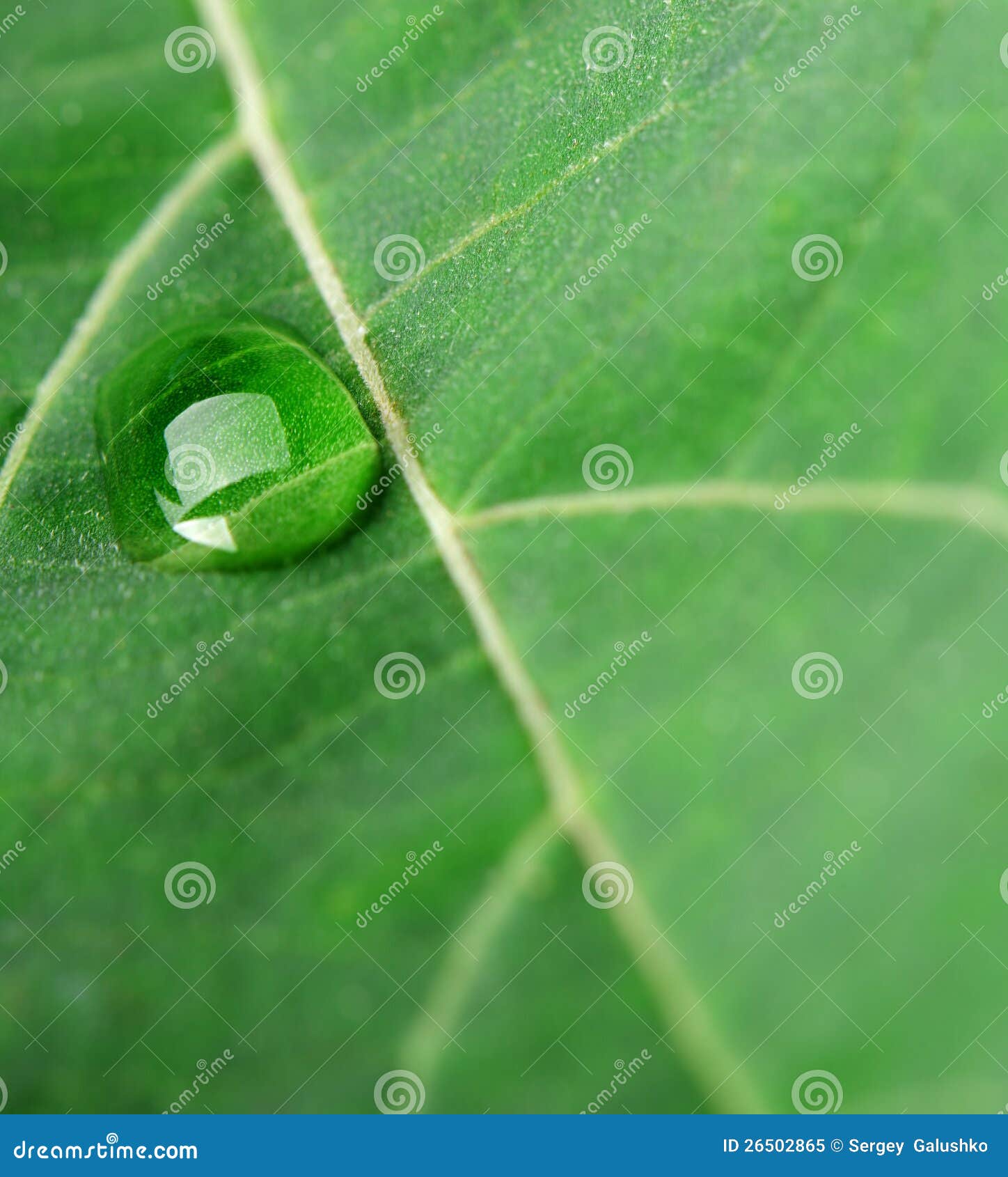 A drop of dew on a leaf stock image. Image of lawn, outdoors - 26502865