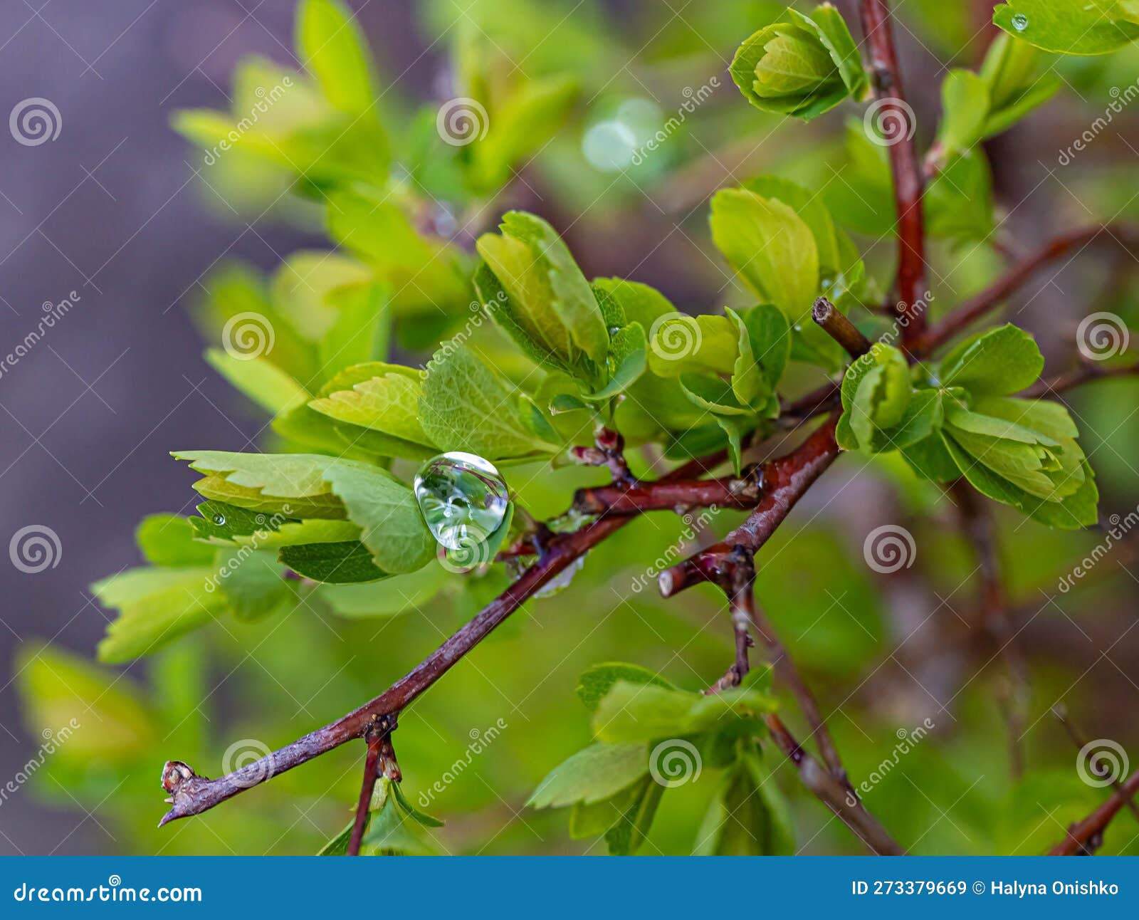 A Drop of Dew on a Leaf of a Tree Branch on a Frosty Spring Morning ...