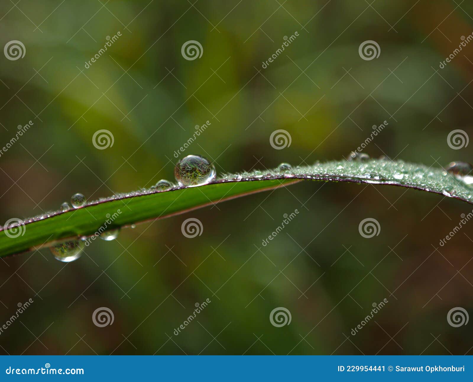 Drop of Dew in Morning on Leaf. Stock Image - Image of dawn, branch ...