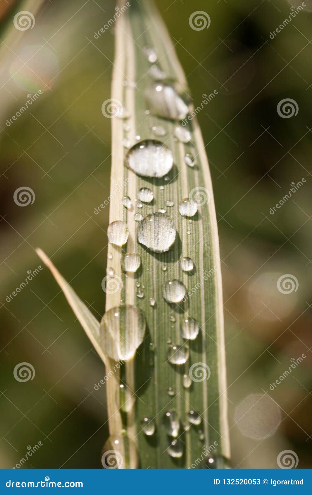 Drop of Dew in Morning on Leaf Stock Image - Image of macro, abstract ...