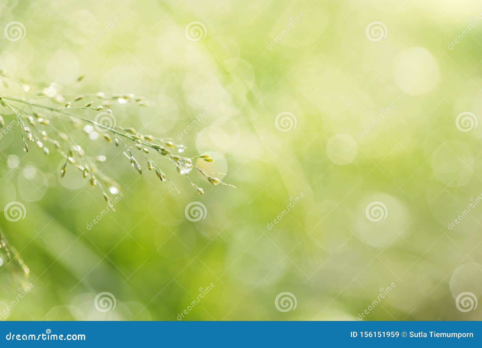 Drop of Dew in Morning on Leaf with Sun Light Stock Image - Image of ...