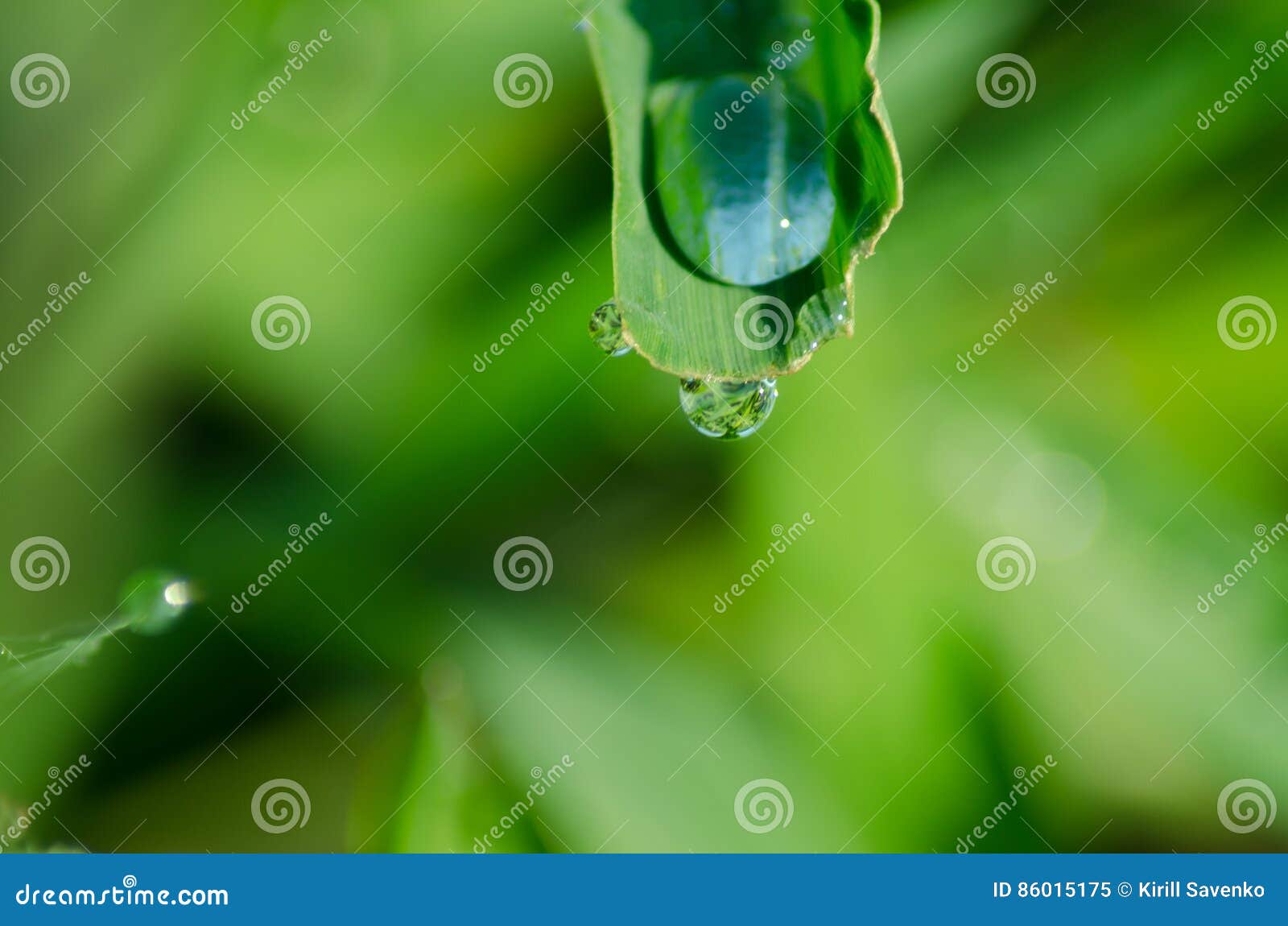 Drop of dew stock image. Image of morning, flower, freshness - 86015175