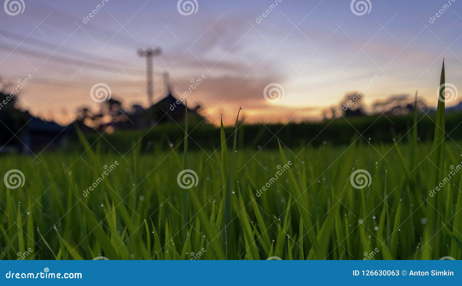 A Drop of Dew on a Rice Field Stock Image - Image of field, rice: 126630063
