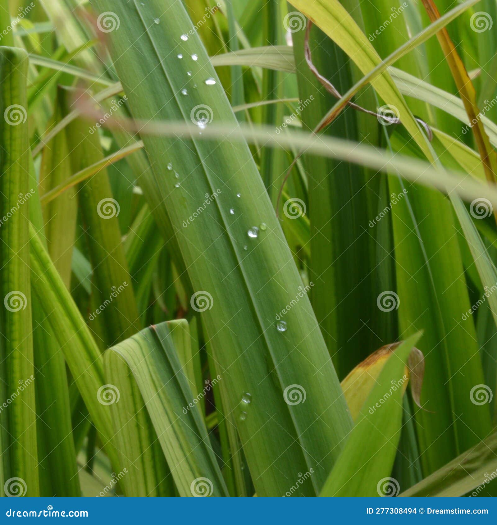 A Drop of Dew Waiting for the Dawn To Arrive Stock Photo - Image of ...