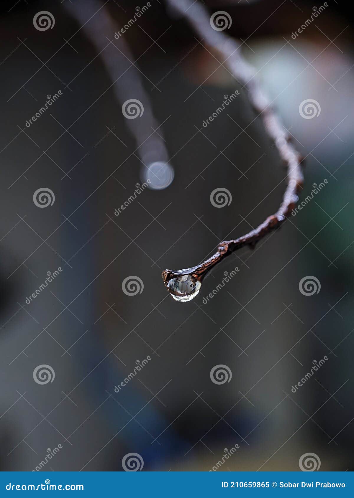 Water Dew Drop on a Tree Branch Stock Image - Image of thick, leaf ...