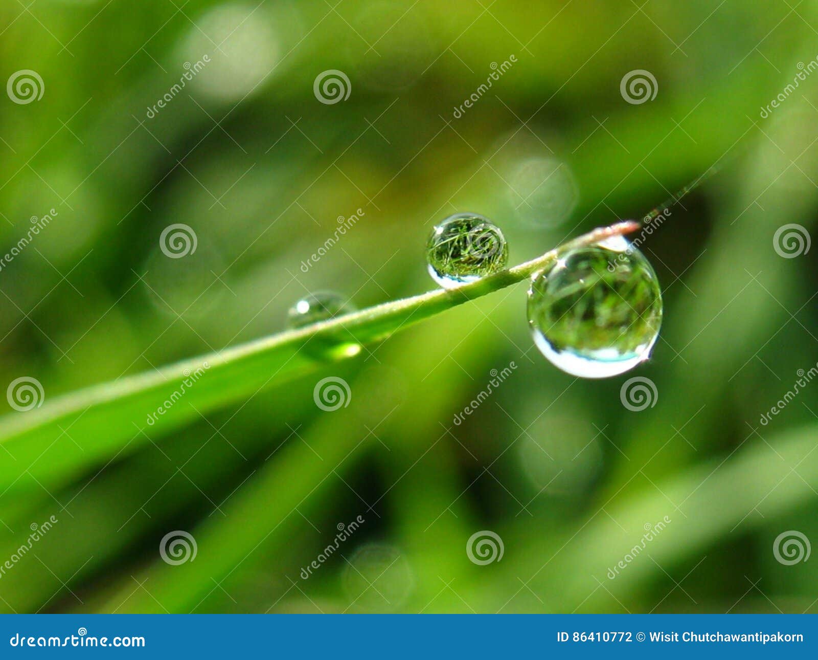 Drop of dew stock photo. Image of grass, morning, green - 86410772