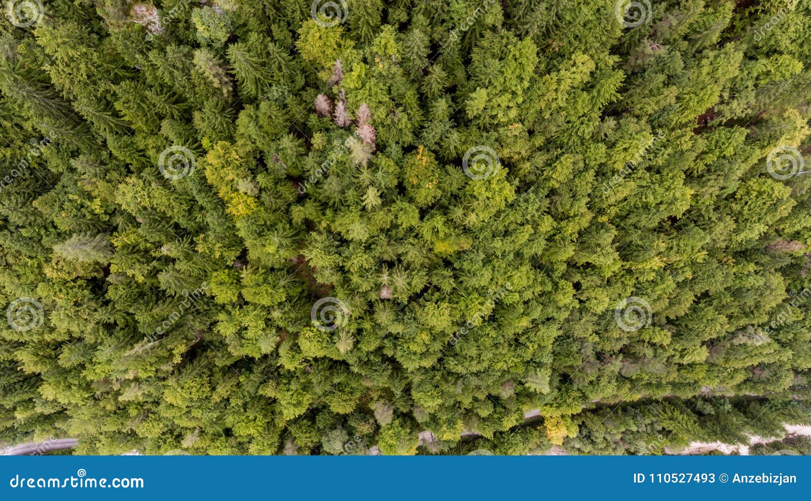 Drop Down View of Tree Tops. Stock Image - Image of view, park: 110527493