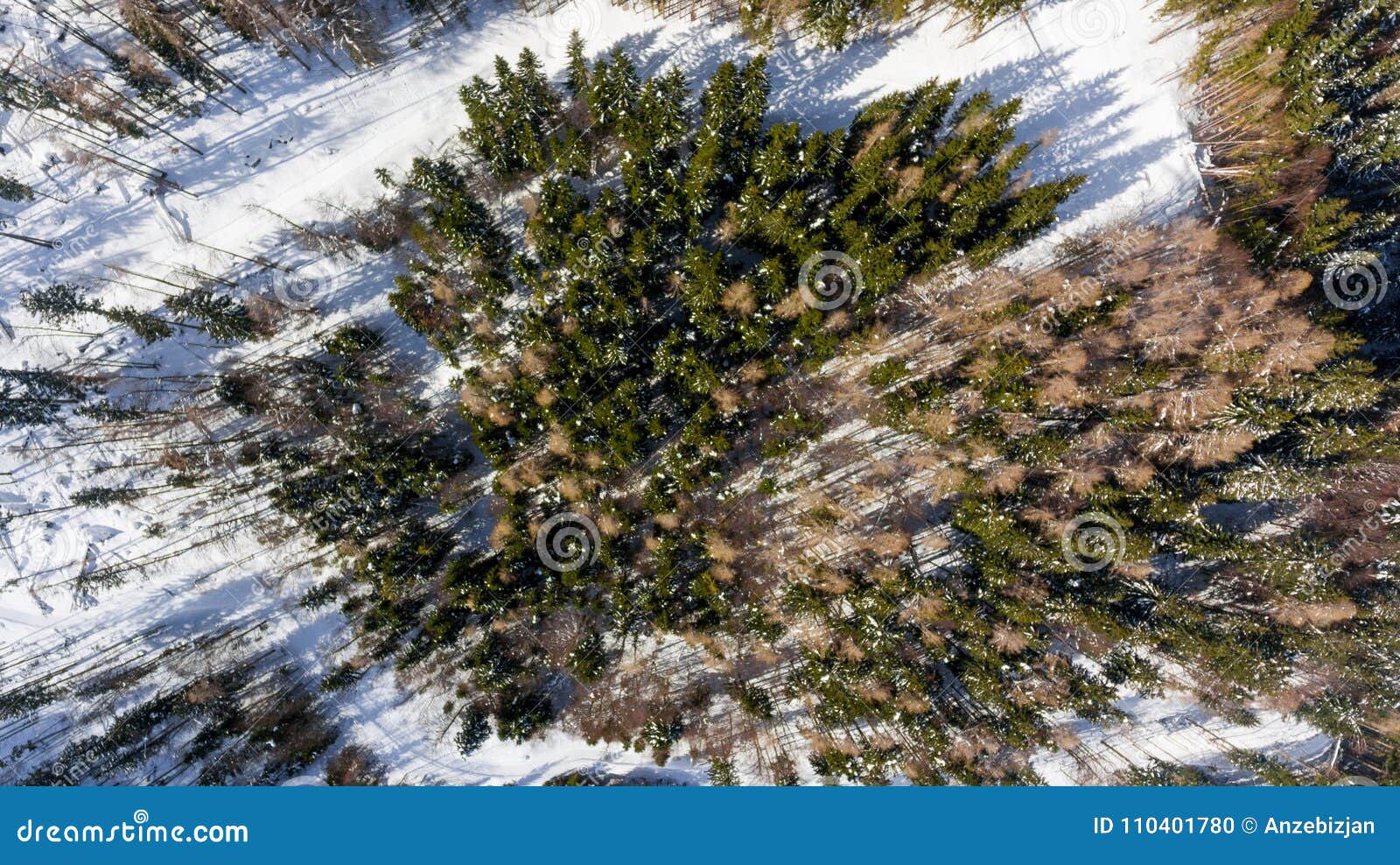 Drop Down View of Winter Forest. Stock Photo - Image of winter, bird ...