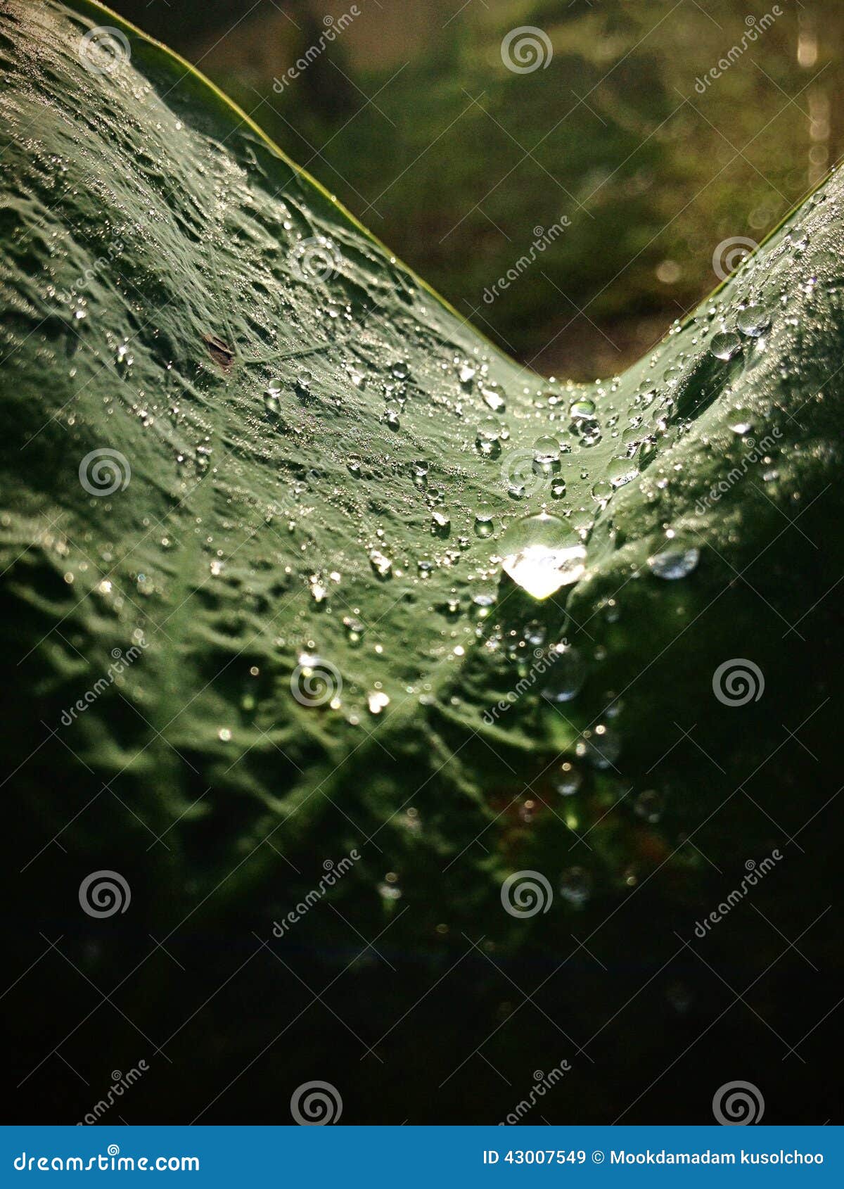 Drop stock image. Image of life, beauty, summer, drops - 43007549