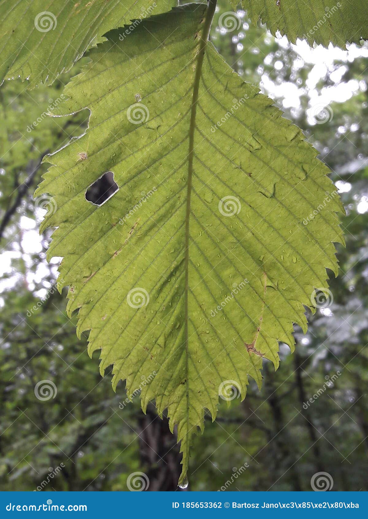 Drop at the End of the Leaf Stock Photo - Image of color, view: 185653362