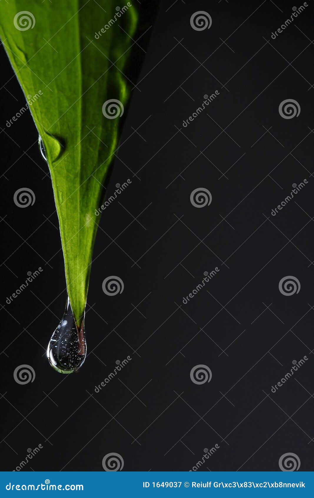 Drop falling from a leaf stock image. Image of condensation - 1649037