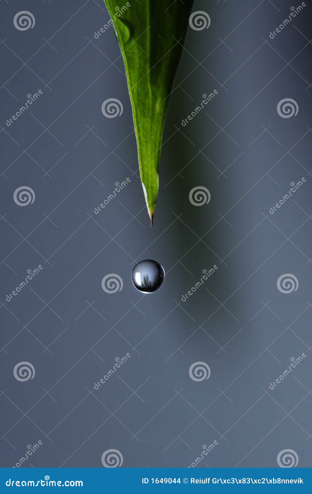 Drop falling from a leaf stock photo. Image of condensation - 1649044