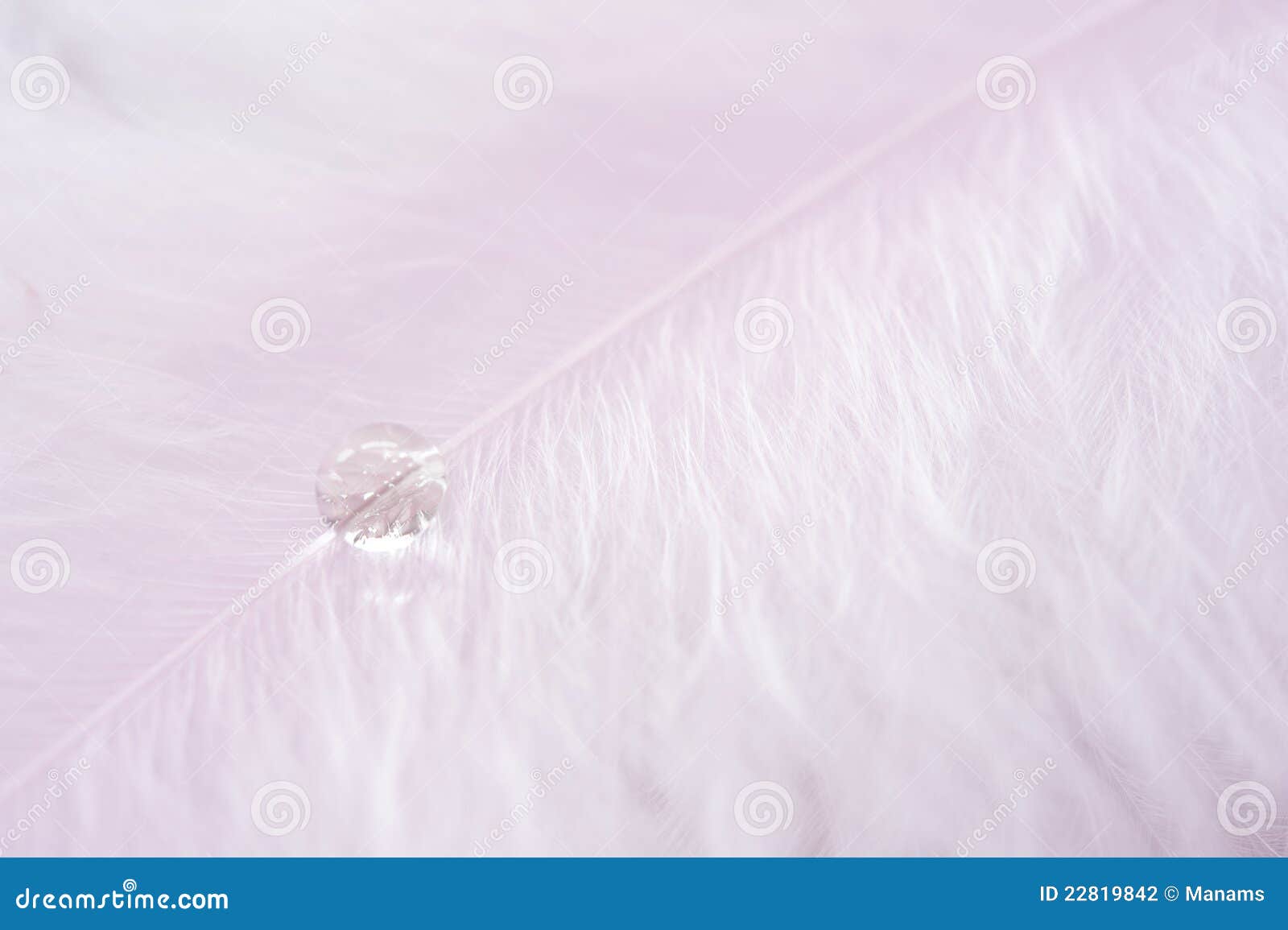 Drop a feather stock photo. Image of drops, elegance - 22819842