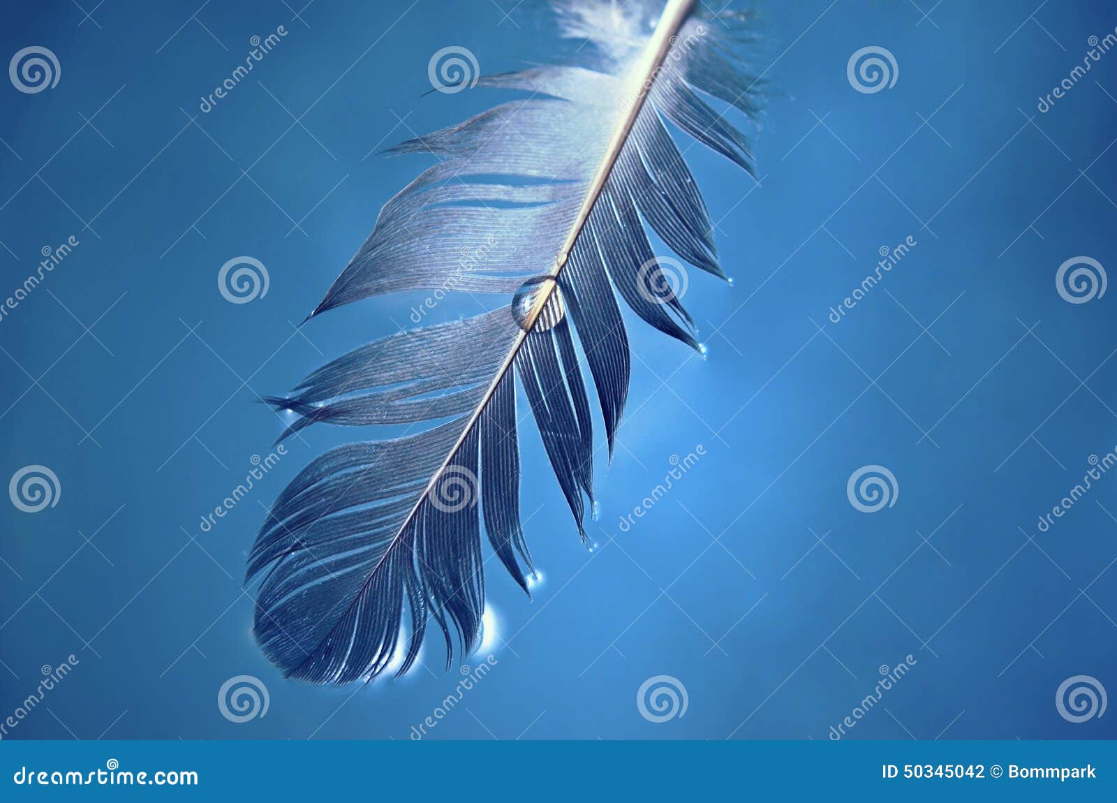 A drop on a feather stock photo. Image of feather, background - 50345042
