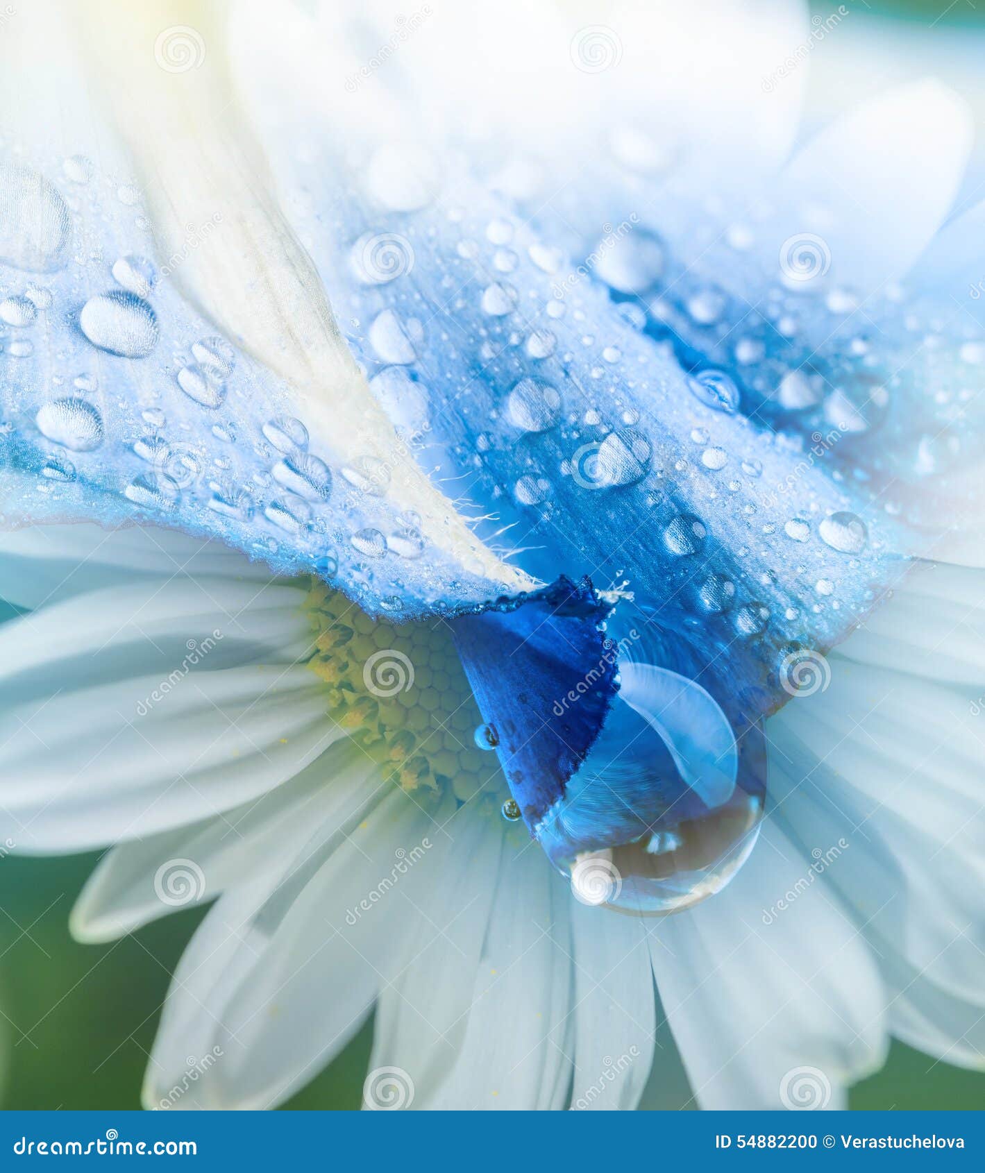 Drop stock photo. Image of bloom, close, clear, flower - 54882200