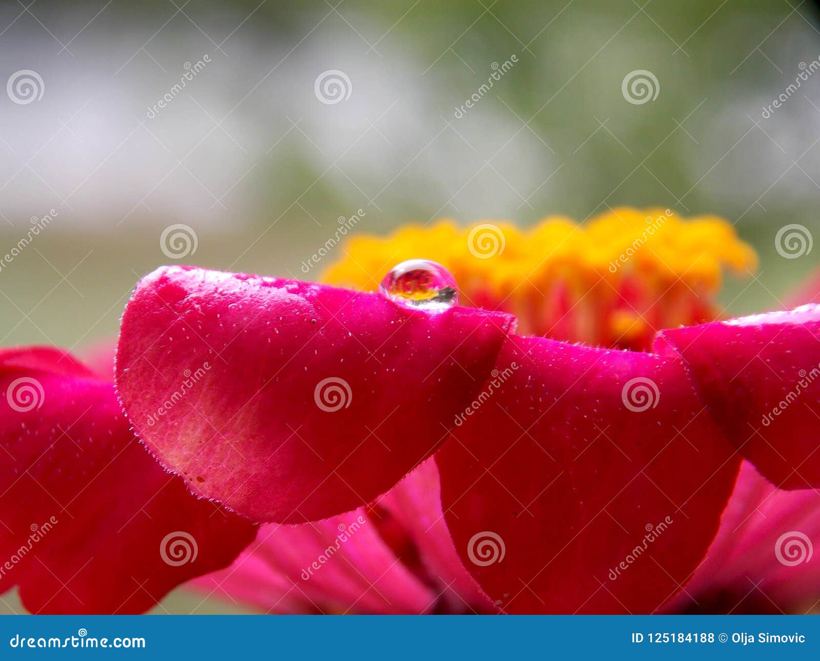 Drop on the flower stock photo. Image of petals, water - 125184188