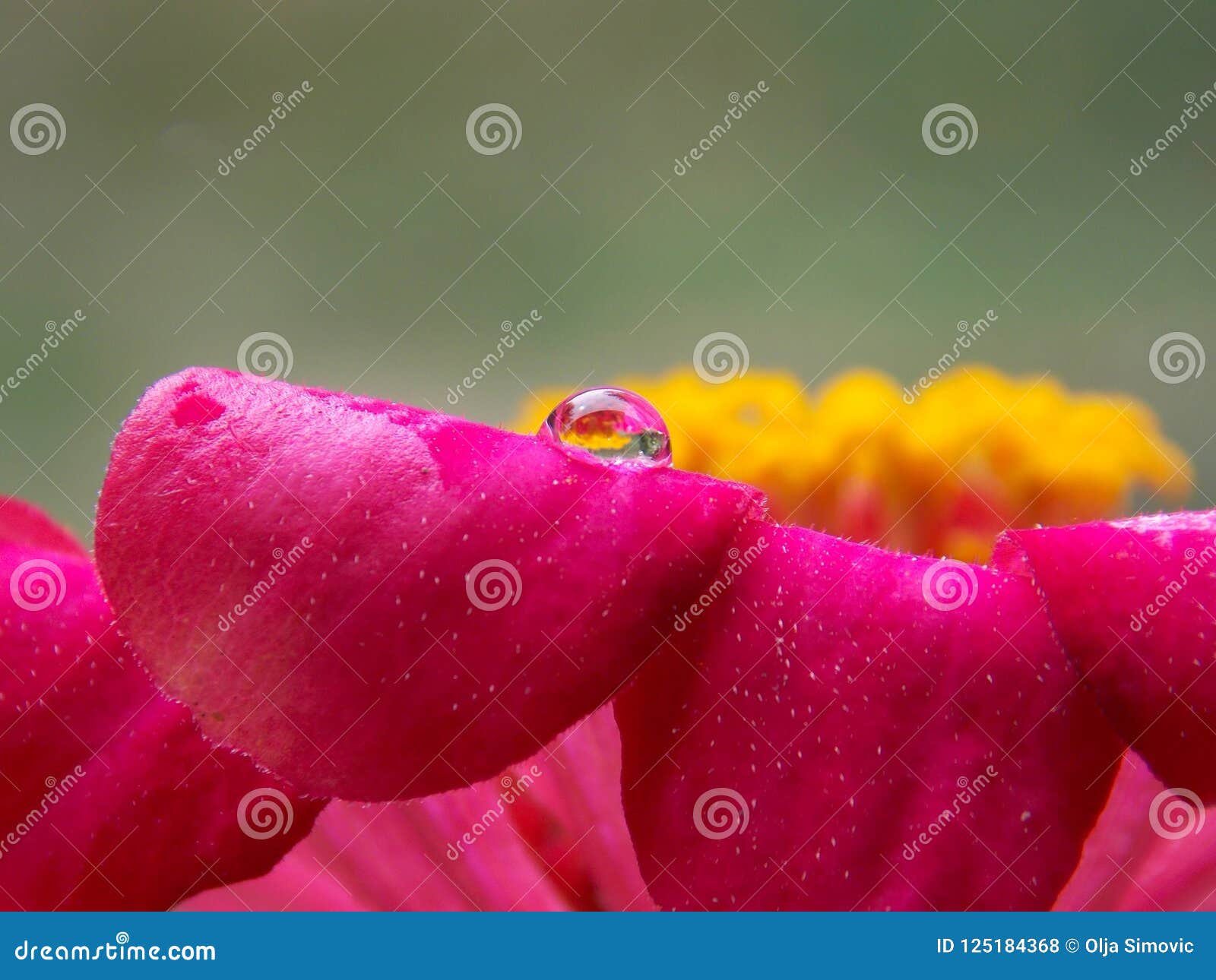 Drop on the flower stock photo. Image of color, flower - 125184368