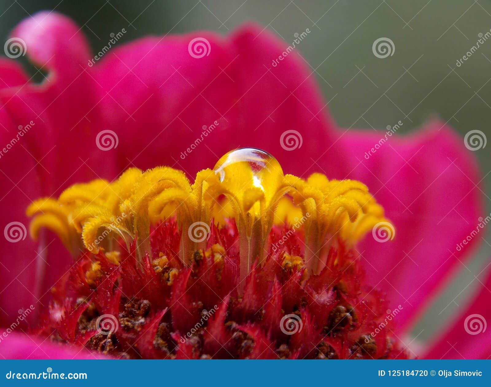 Drop on the flower stock photo. Image of petals, nature - 125184720