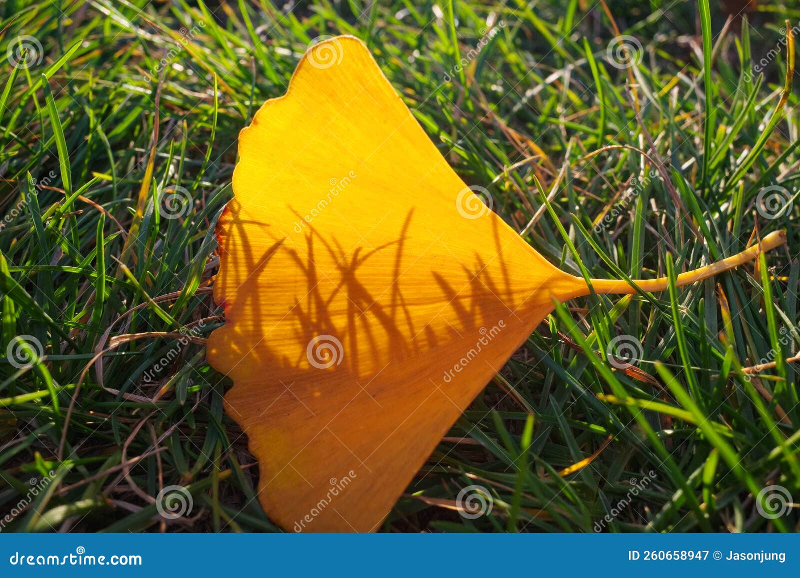 Drop Ginkgo Leaves and Meadow in Autumn Stock Image - Image of color ...