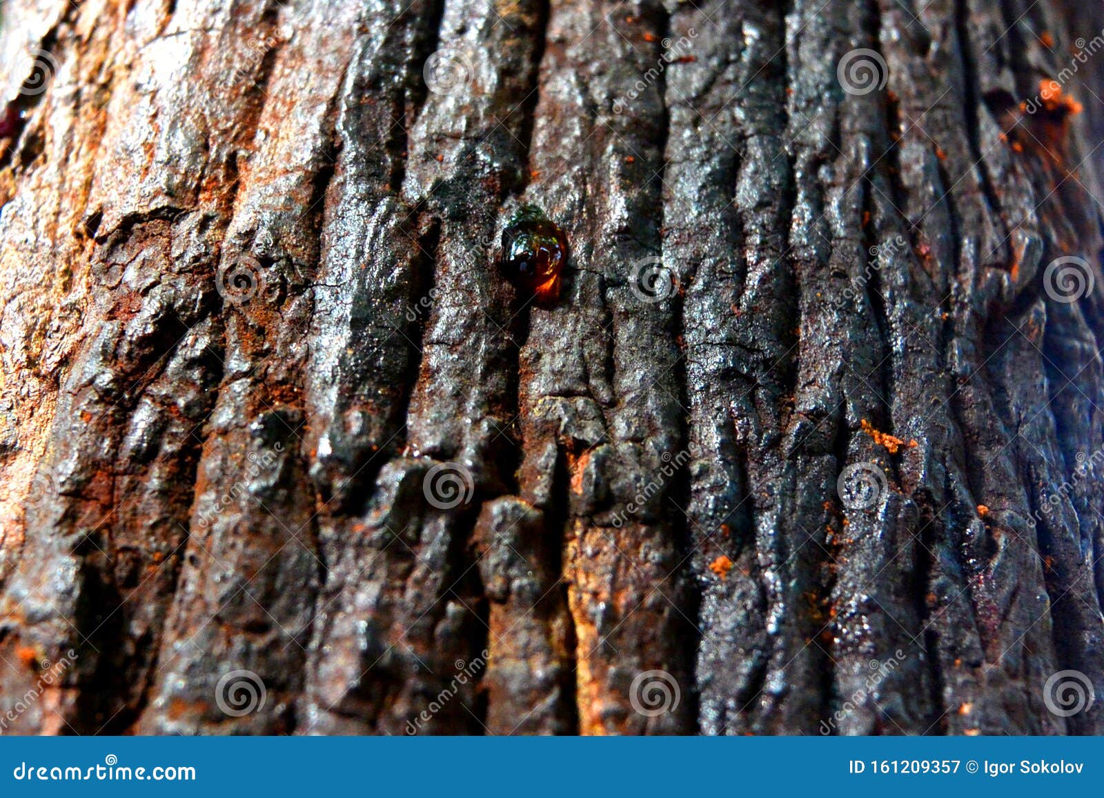 A Drop of Wood Tar Flows Down the Tree Bark Stock Image - Image of drop ...