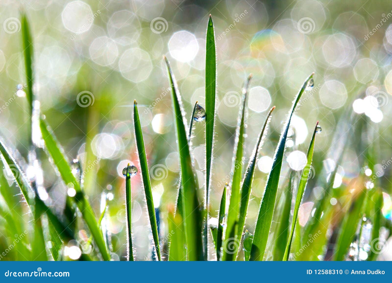 Drop on grass stock photo. Image of summer, purity, meadow - 12588310