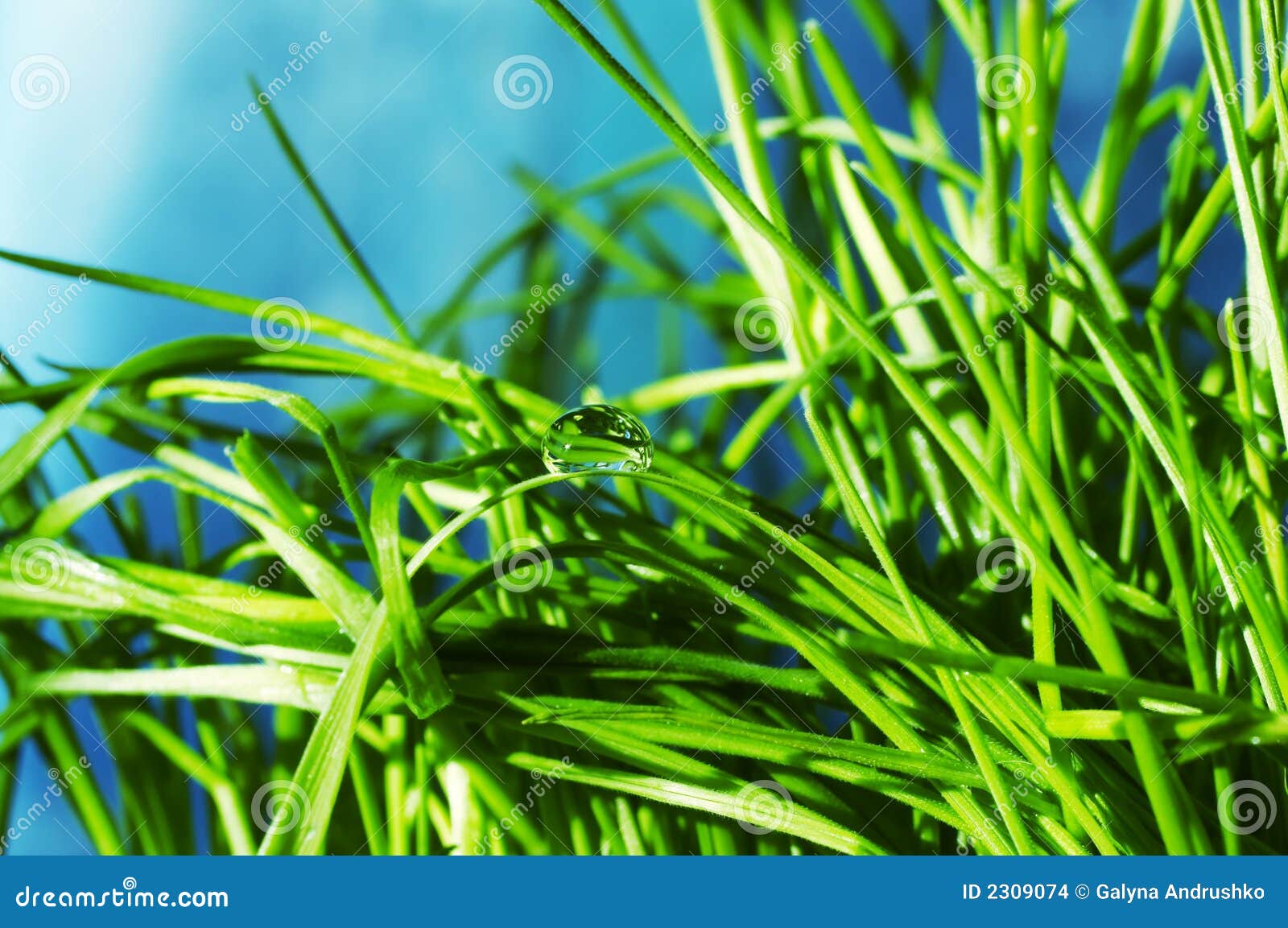 Drop in grass stock photo. Image of close, drip, clean - 2309074