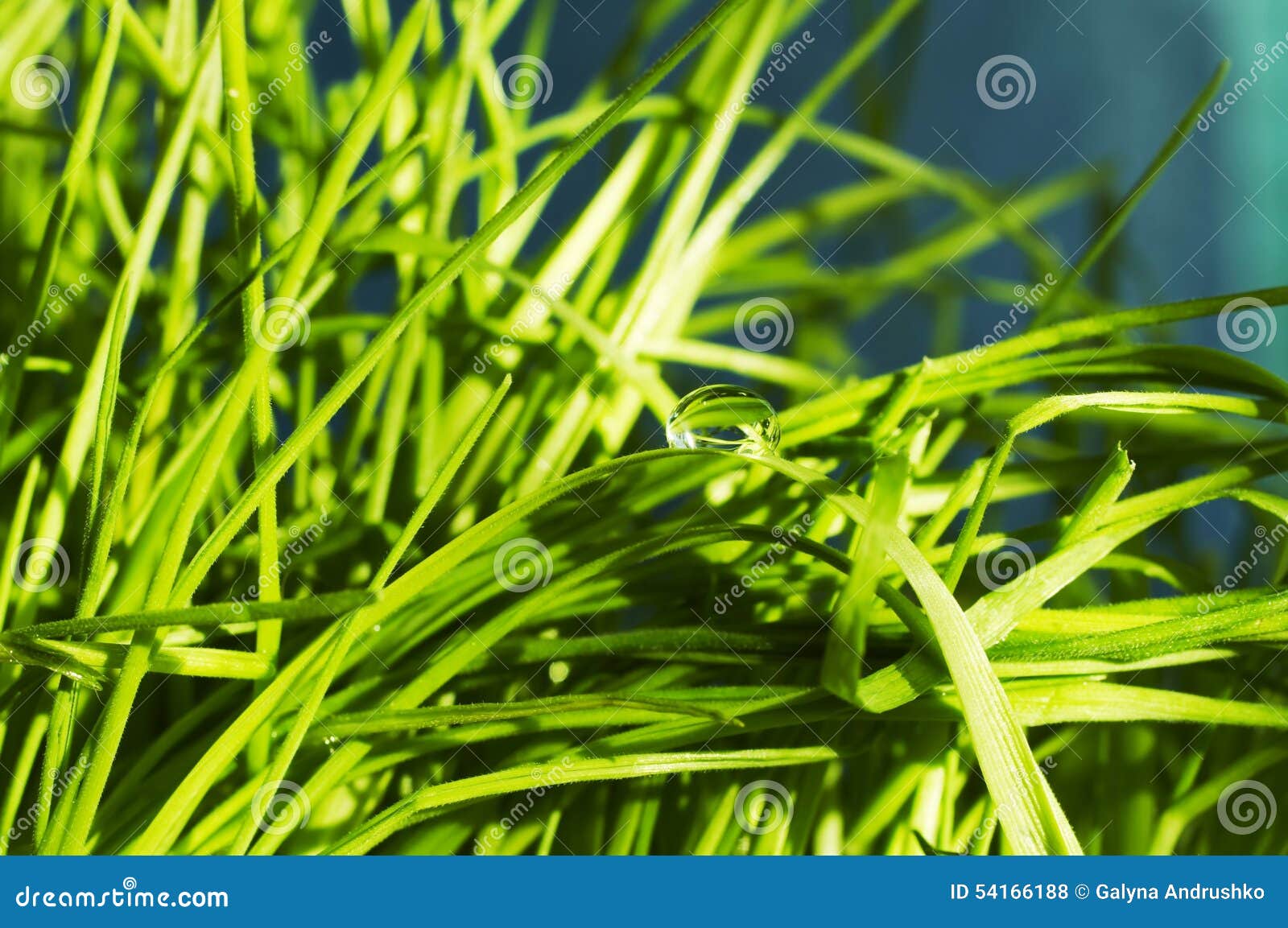 Drop stock photo. Image of grow, grass, closeup, dewdrop - 54166188