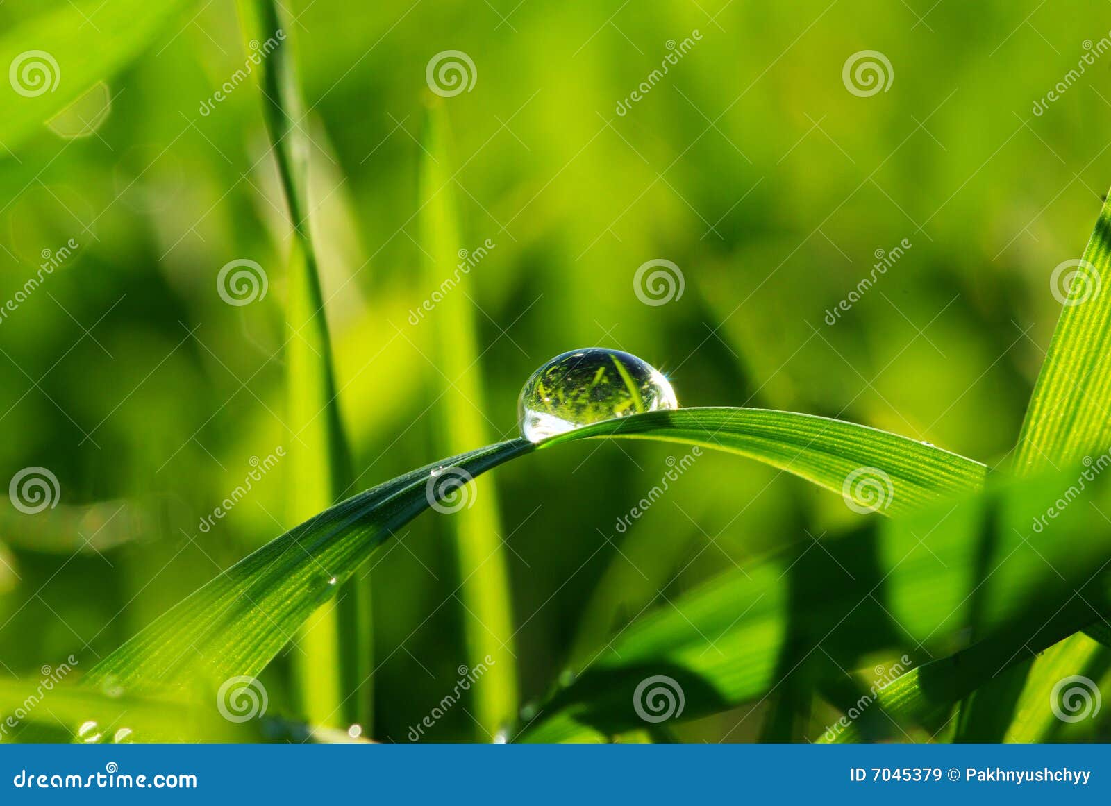 Drop on grass stock image. Image of lush, drops, raindrop - 7045379