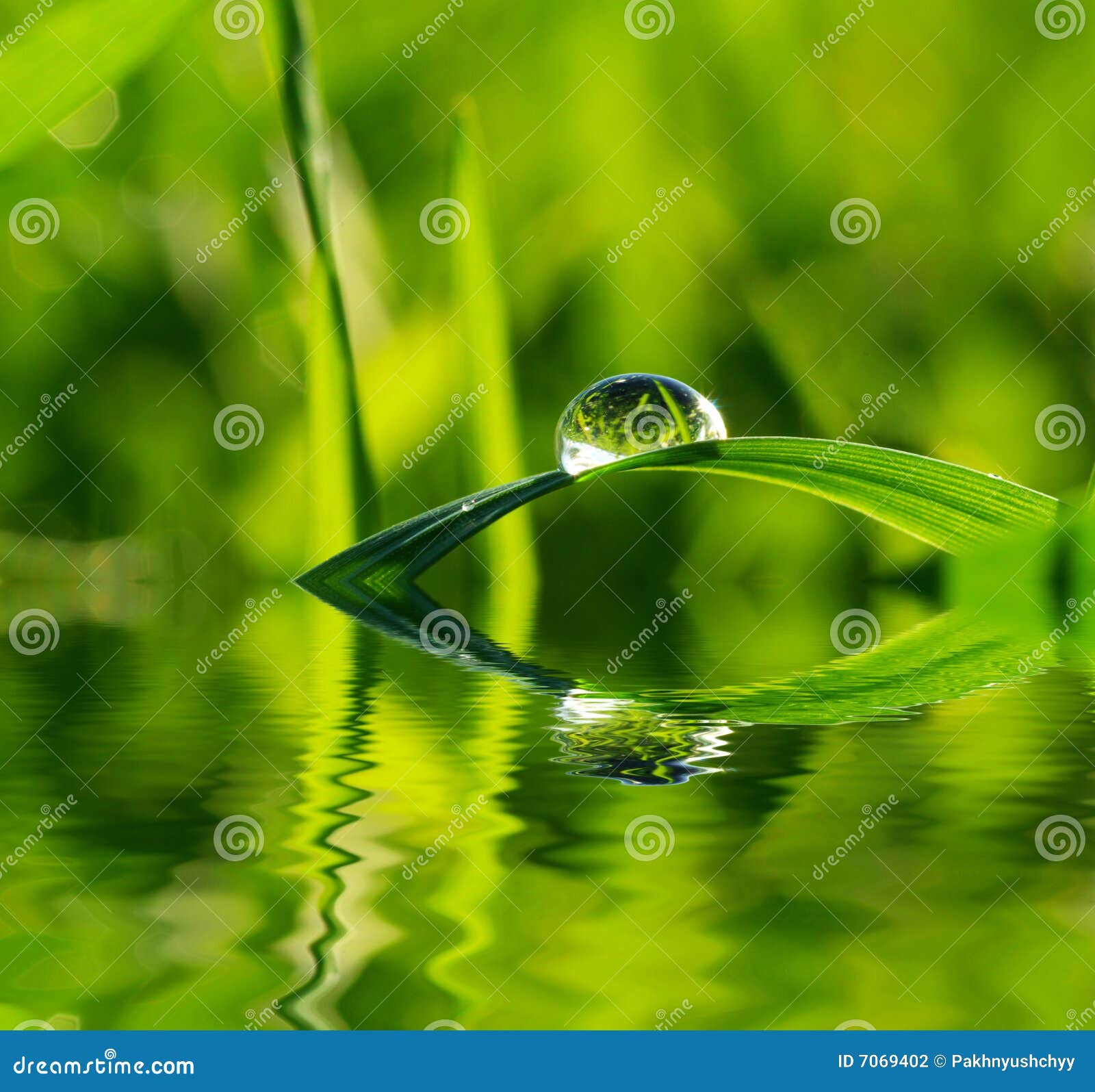 Drop on grass stock photo. Image of lush, garden, ornamental - 7069402