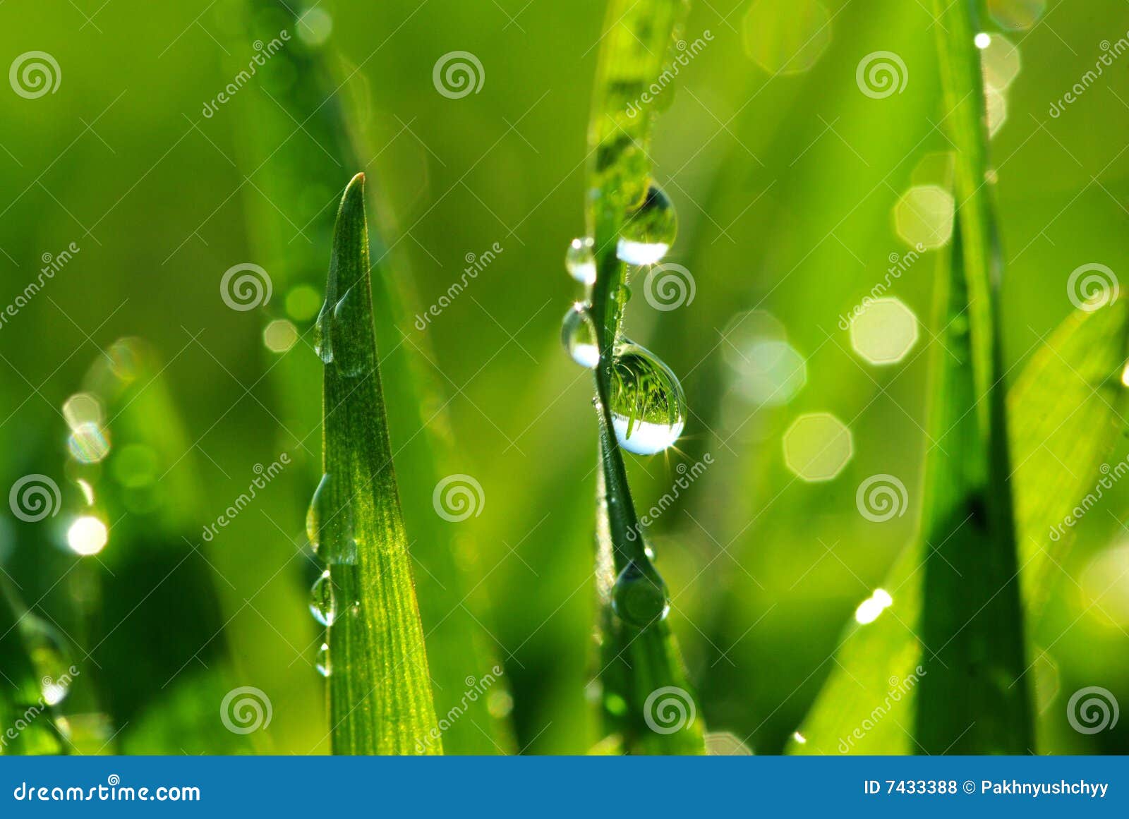 Drop on grass stock photo. Image of plant, garden, shiny - 7433388
