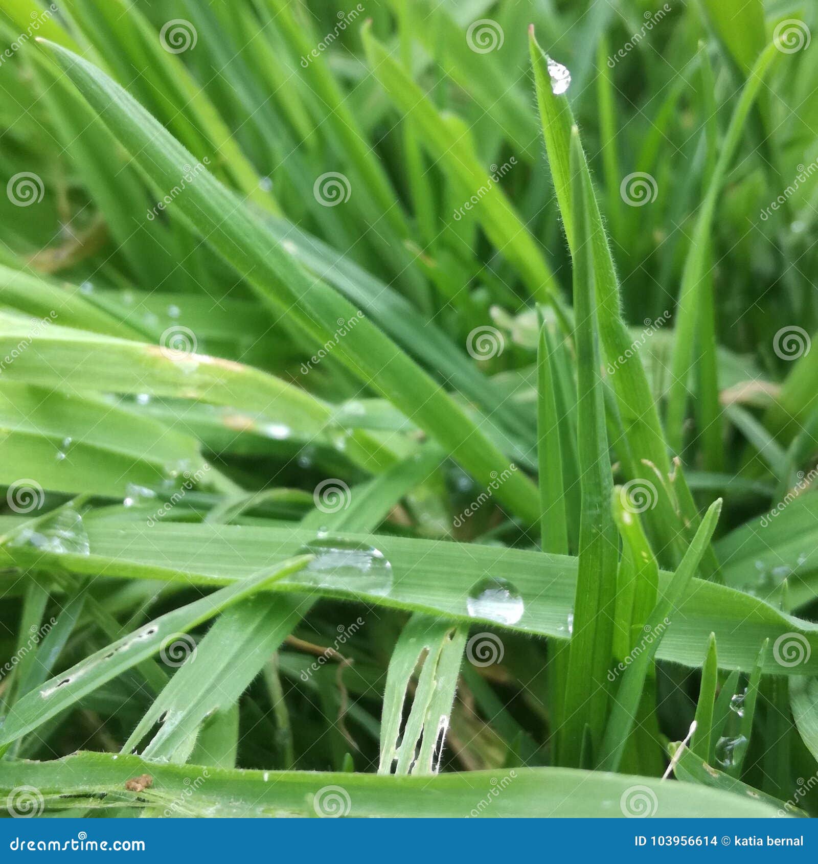 Drop on the grass stock photo. Image of grass, drop - 103956614