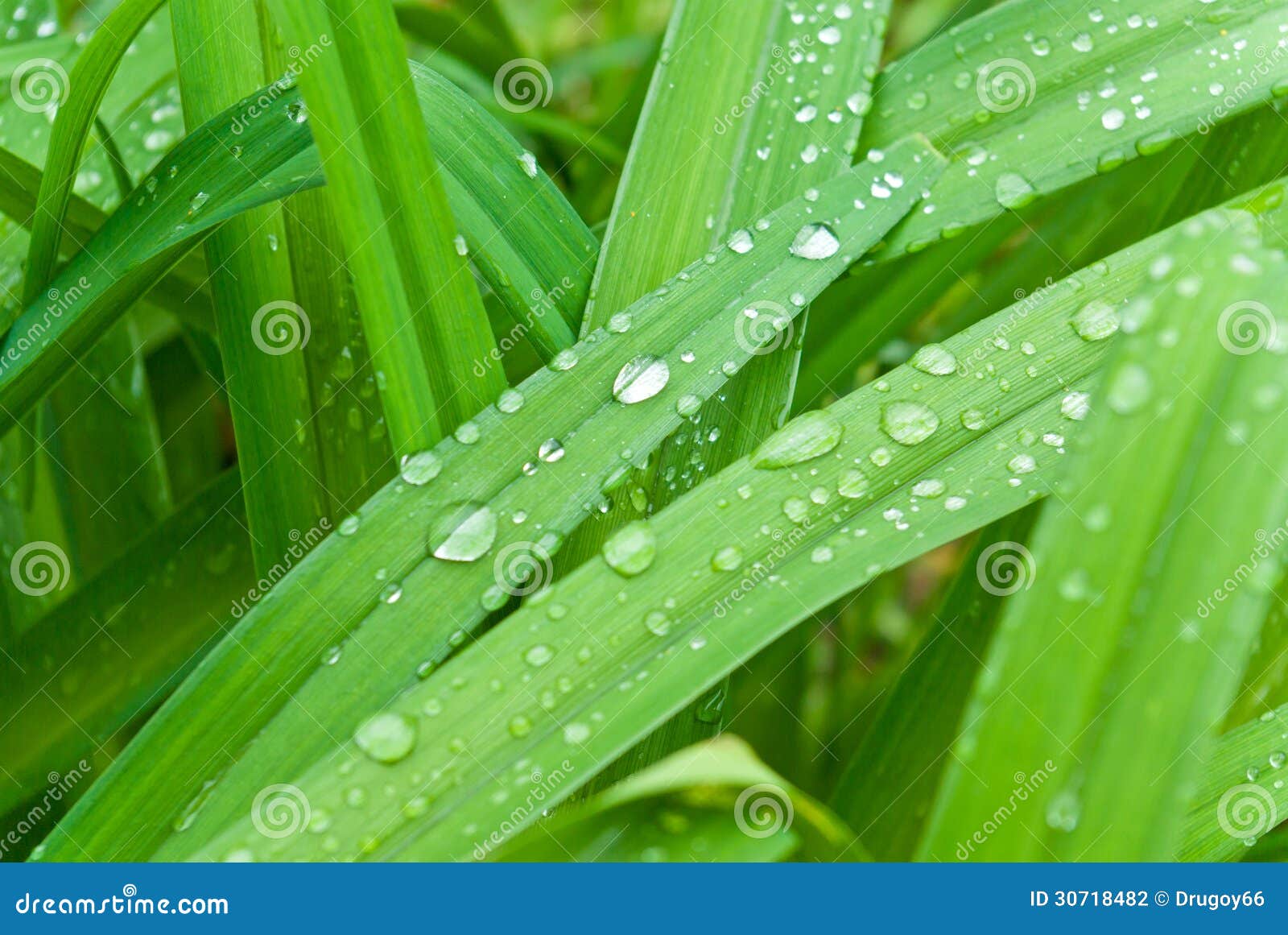 Drop on grass stock photo. Image of plant, droplets, shiny - 30718482