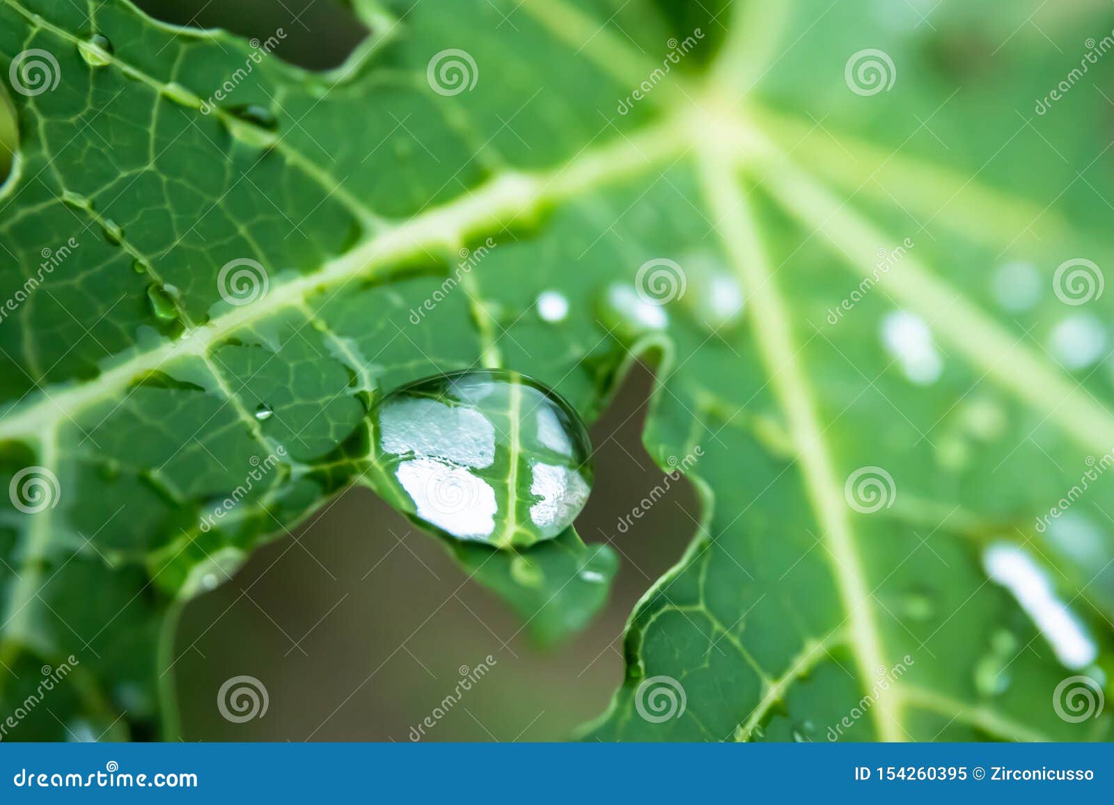 Drop on green leaf stock image. Image of green, culture - 154260395
