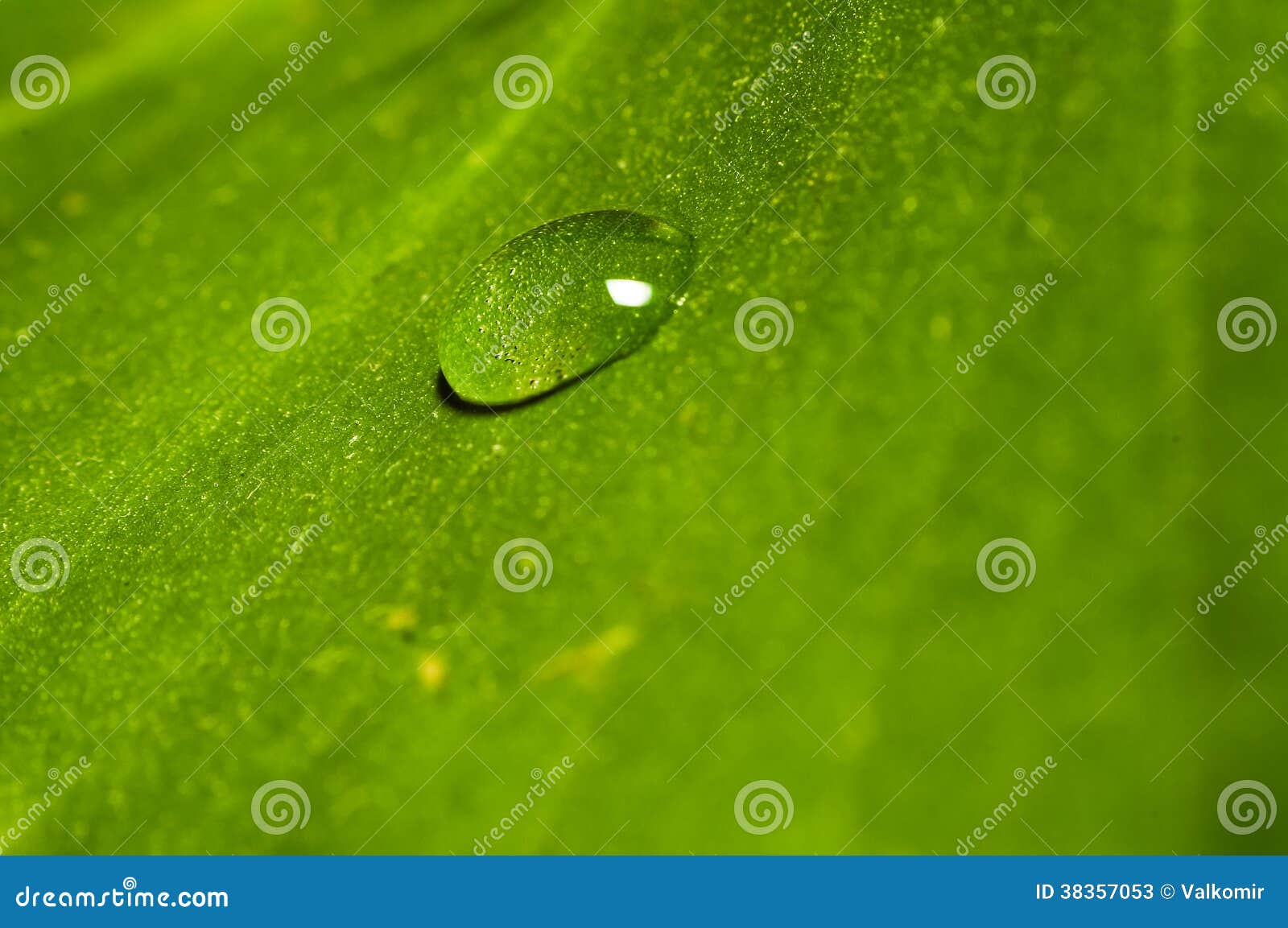 Drop on a green leaf stock image. Image of growth, drop - 38357053