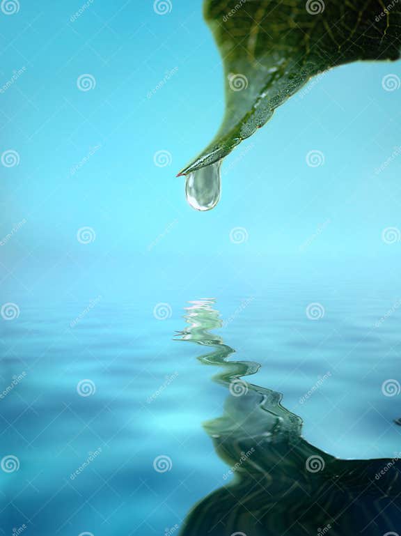 Drop hanging on leaf tip stock image. Image of green, scene - 3673155