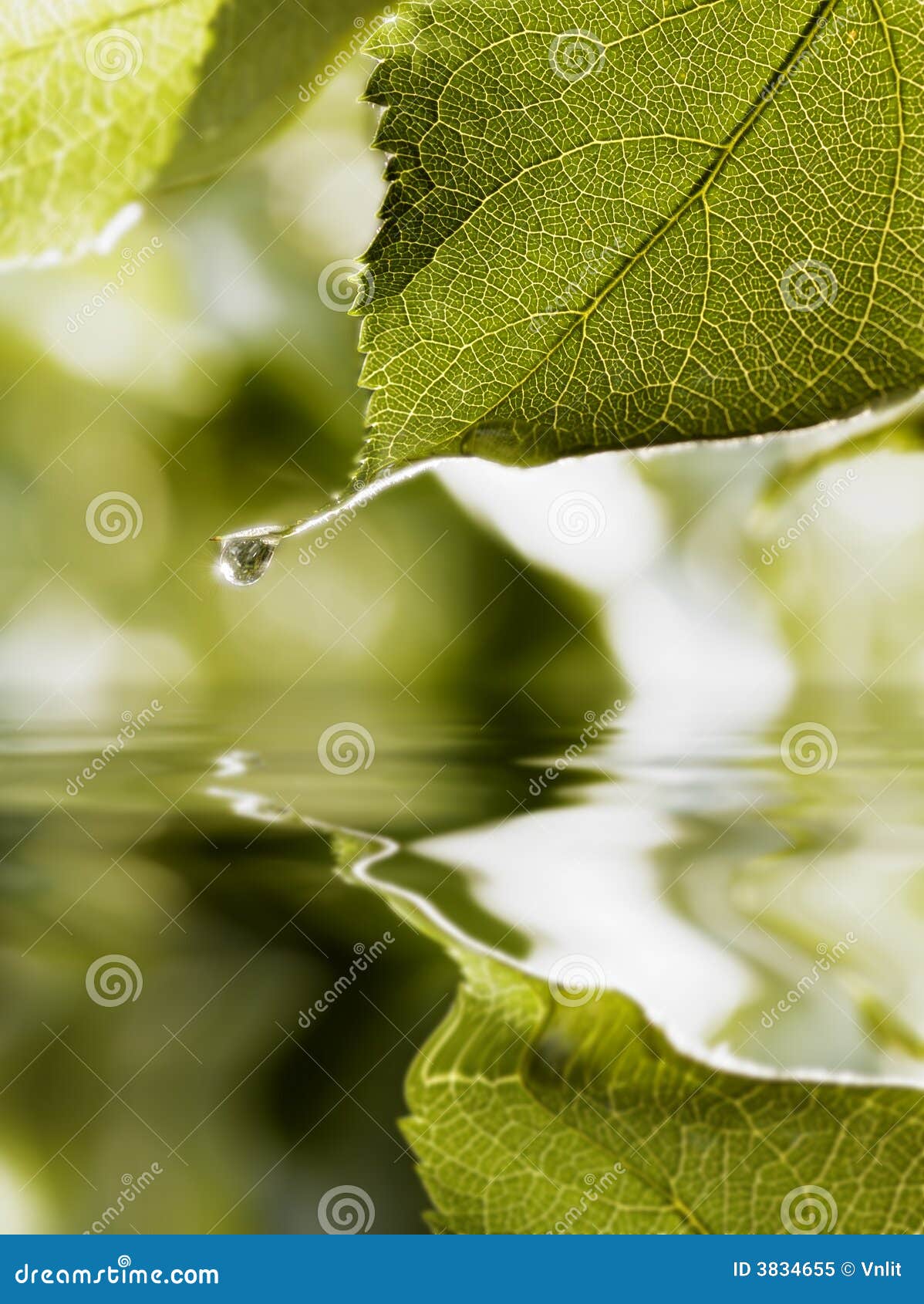 Drop hanging on leaf tip stock image. Image of plant, blade - 3834655